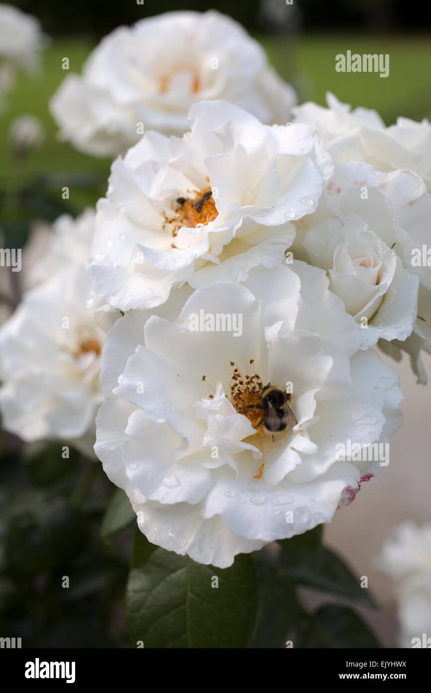 Rosa maria Banque de photographies et d’images à haute résolution - Alamy