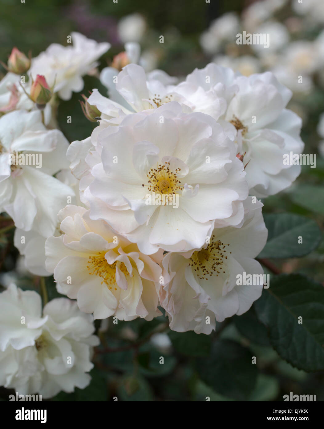 Rosa penelope shrub rose Banque de photographies et d’images à haute ...