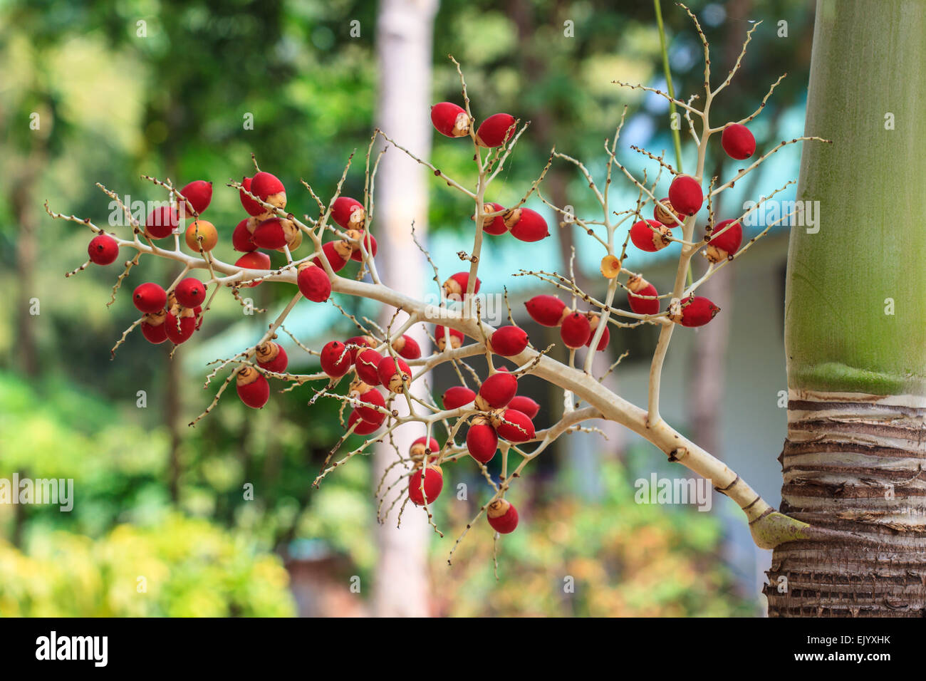 Areca palmier Banque de photographies et d’images à haute résolution ...
