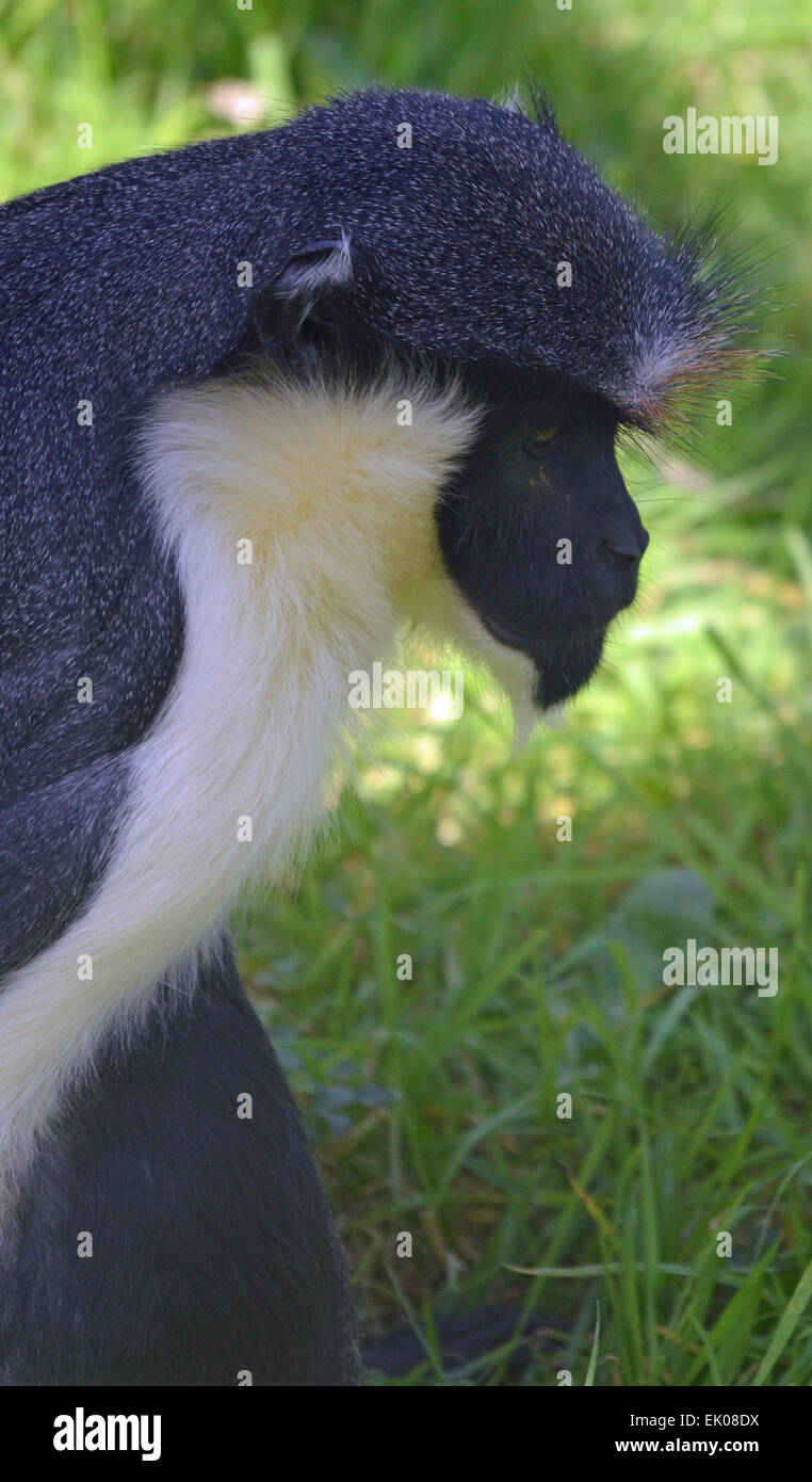 Diana monkey cercopithecus diana diana Banque de photographies et d ...
