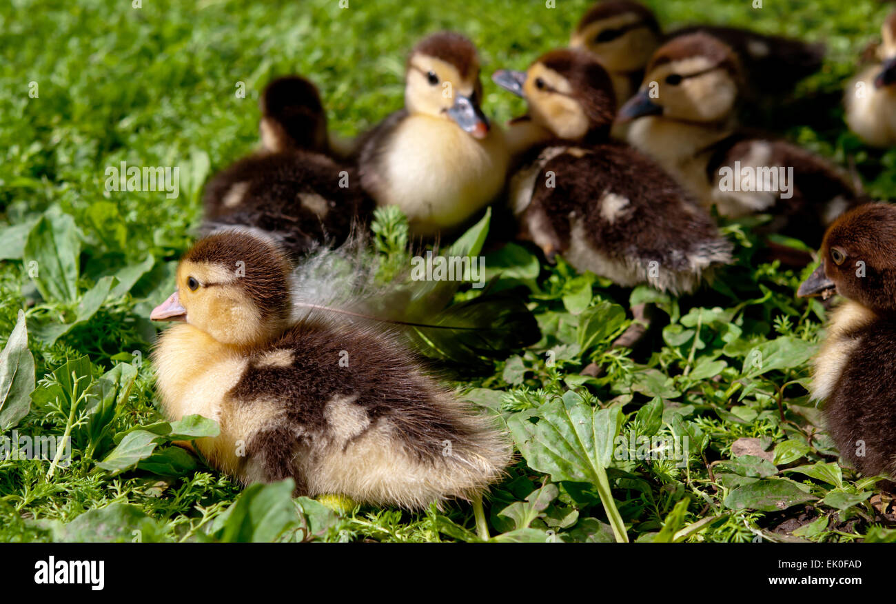 Poulet de canard de barbarie Banque de photographies et d’images à ...