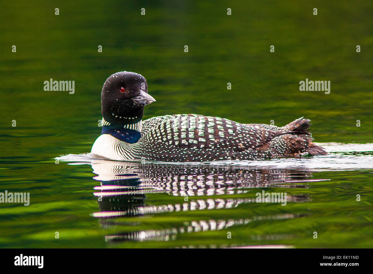 Grand huard du nord Banque de photographies et d’images à haute ...