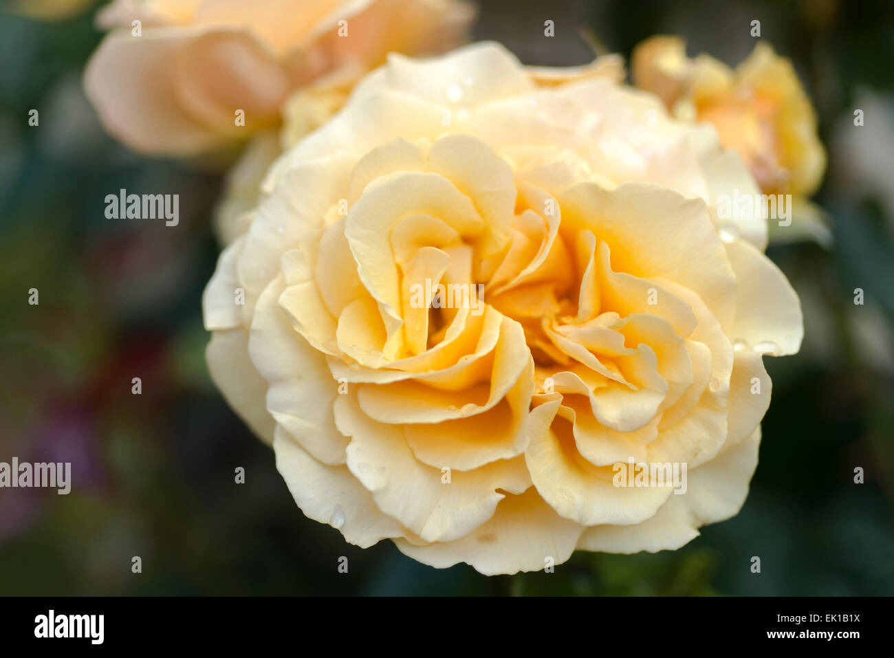 Rose ambre Banque de photographies et d’images à haute résolution - Alamy