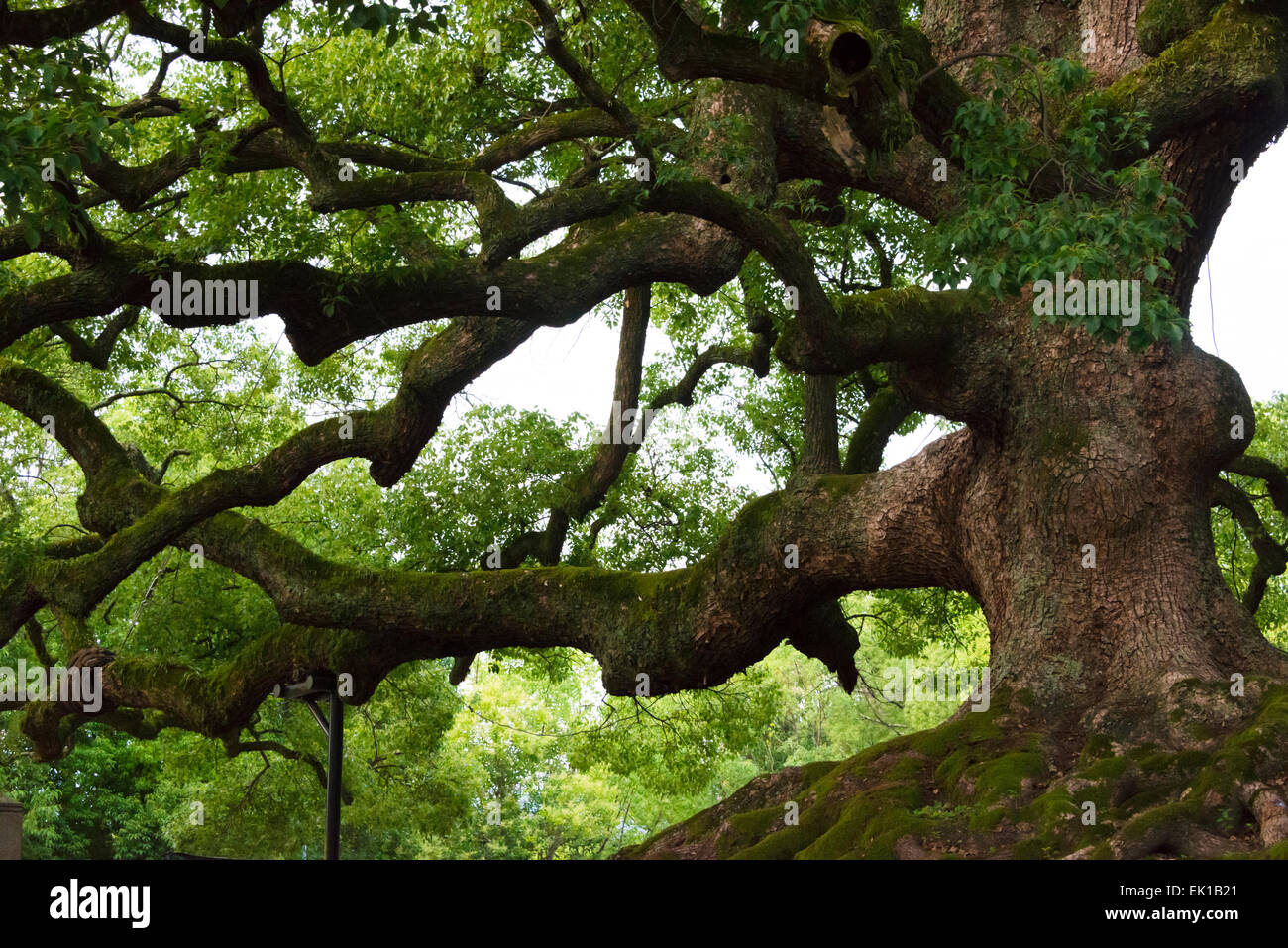 énorme arbre Banque de photographies et d’images à haute résolution - Alamy