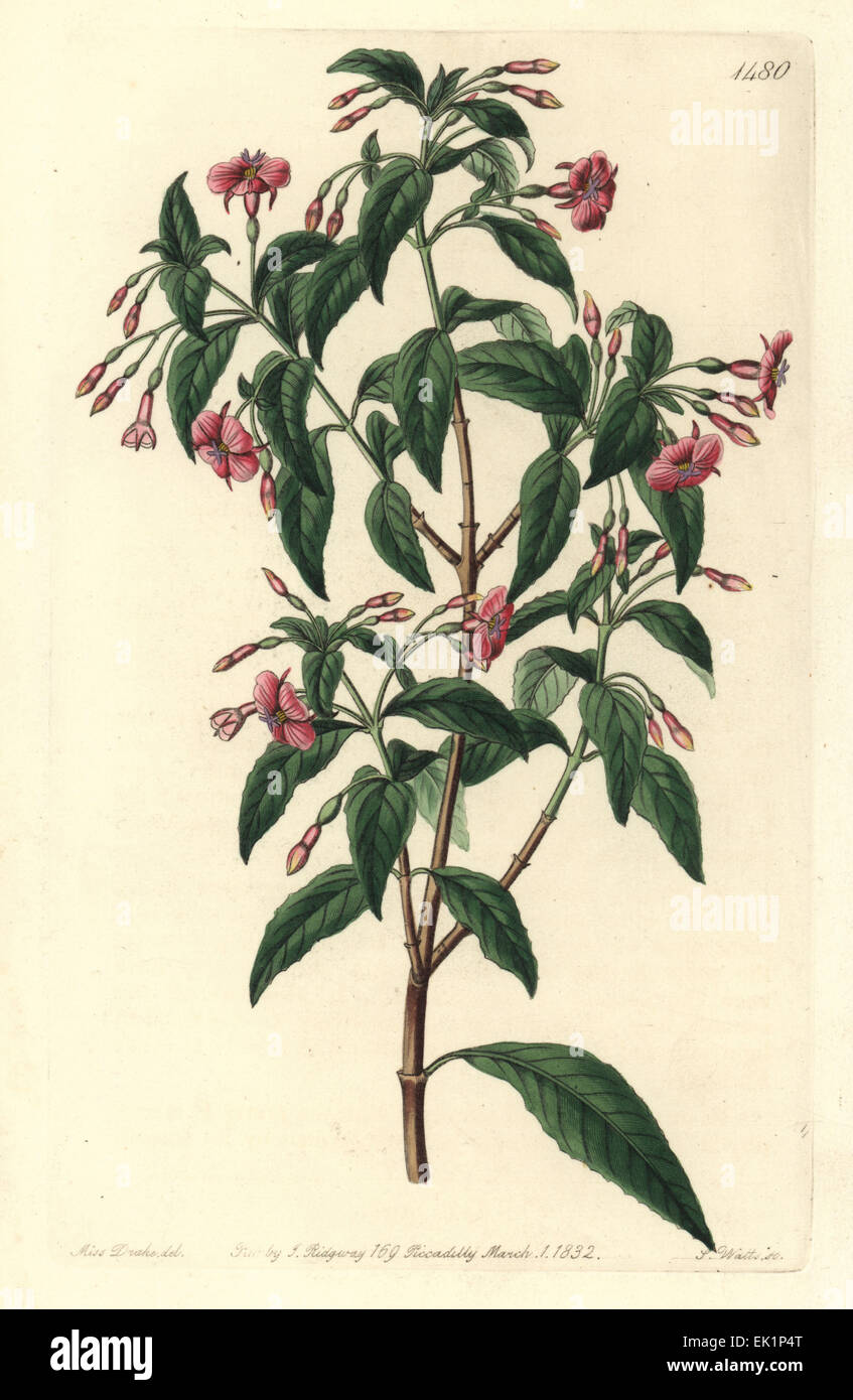 Fuchsia microphylla subsp microphylla Banque de photographies et d ...