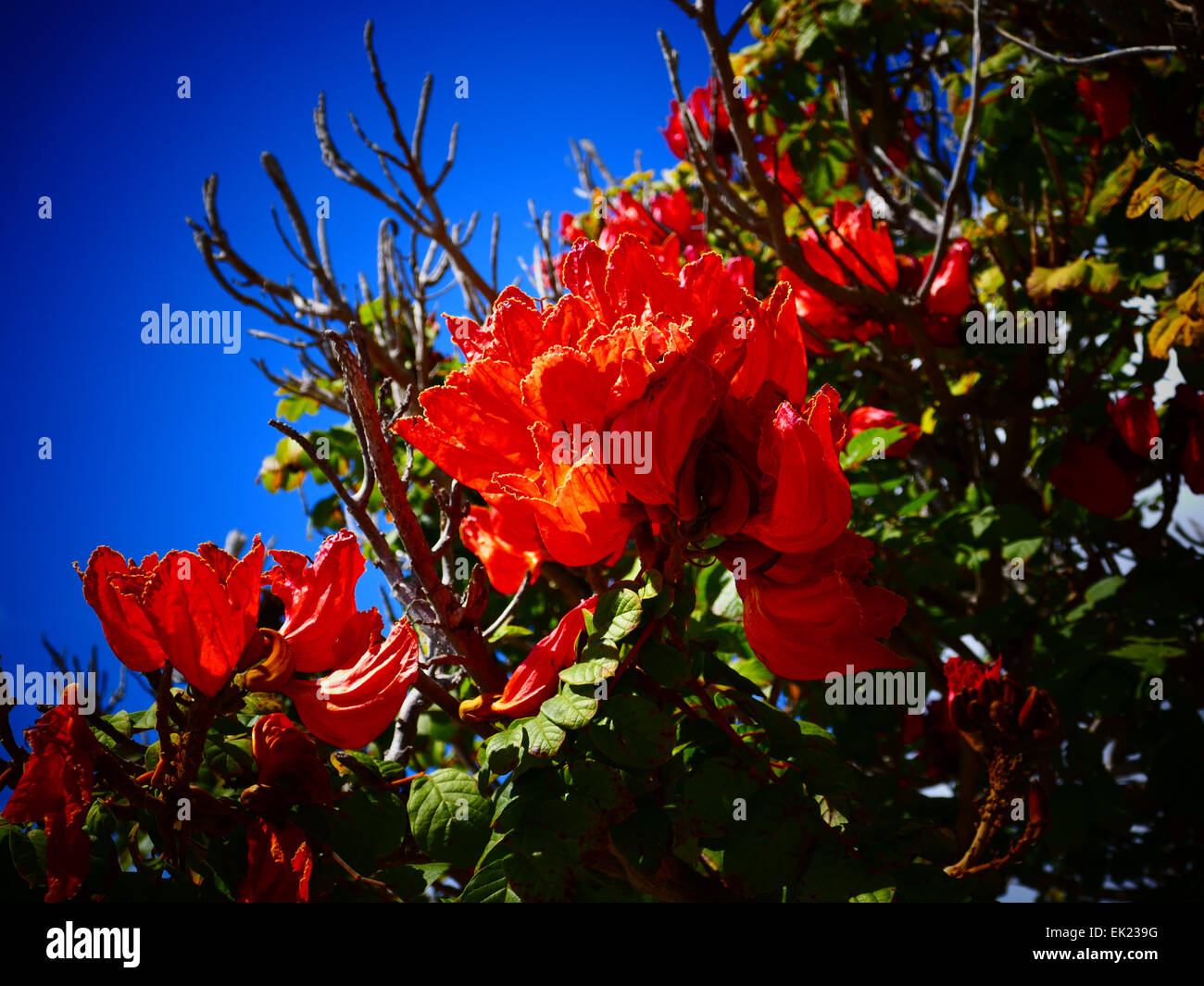 Royal Poinciana Flamboyant, arbre, Flame Tree, Peacock Flower Gulmohar ...