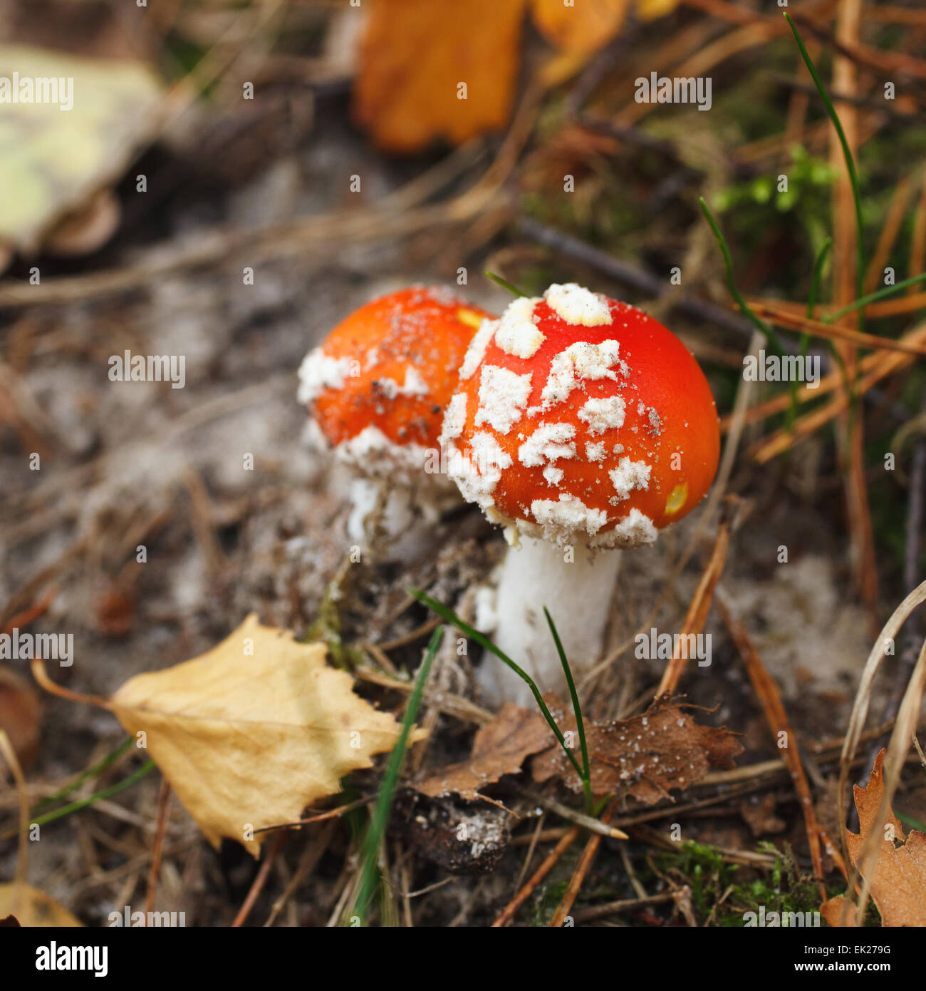 Champignons rouges avec des taches blanches Banque de photographies et ...