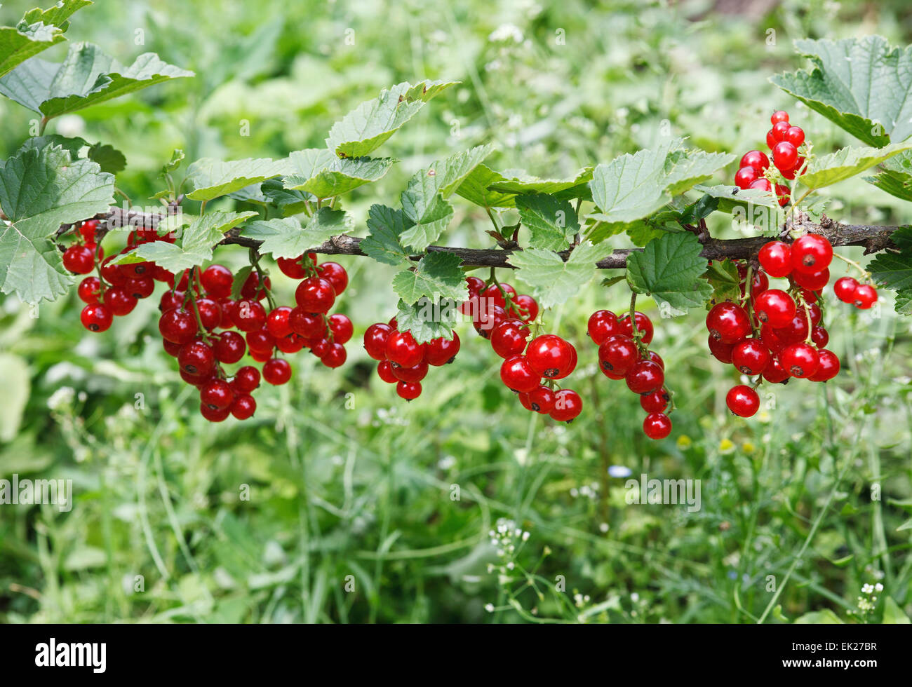 Fruit de la brousse Banque de photographies et d’images à haute ...