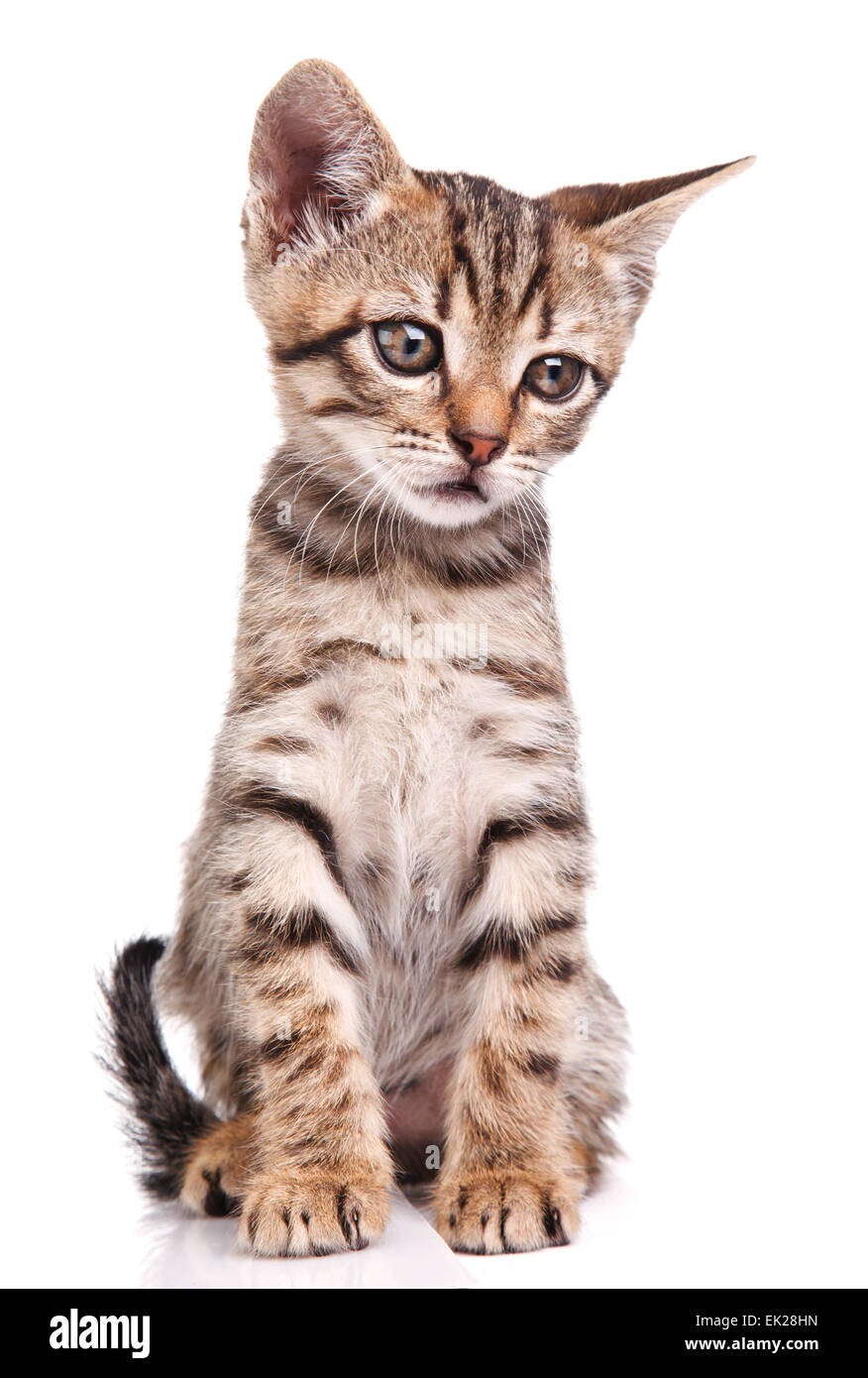 Chaton drôle Banque de photographies et d’images à haute résolution - Alamy