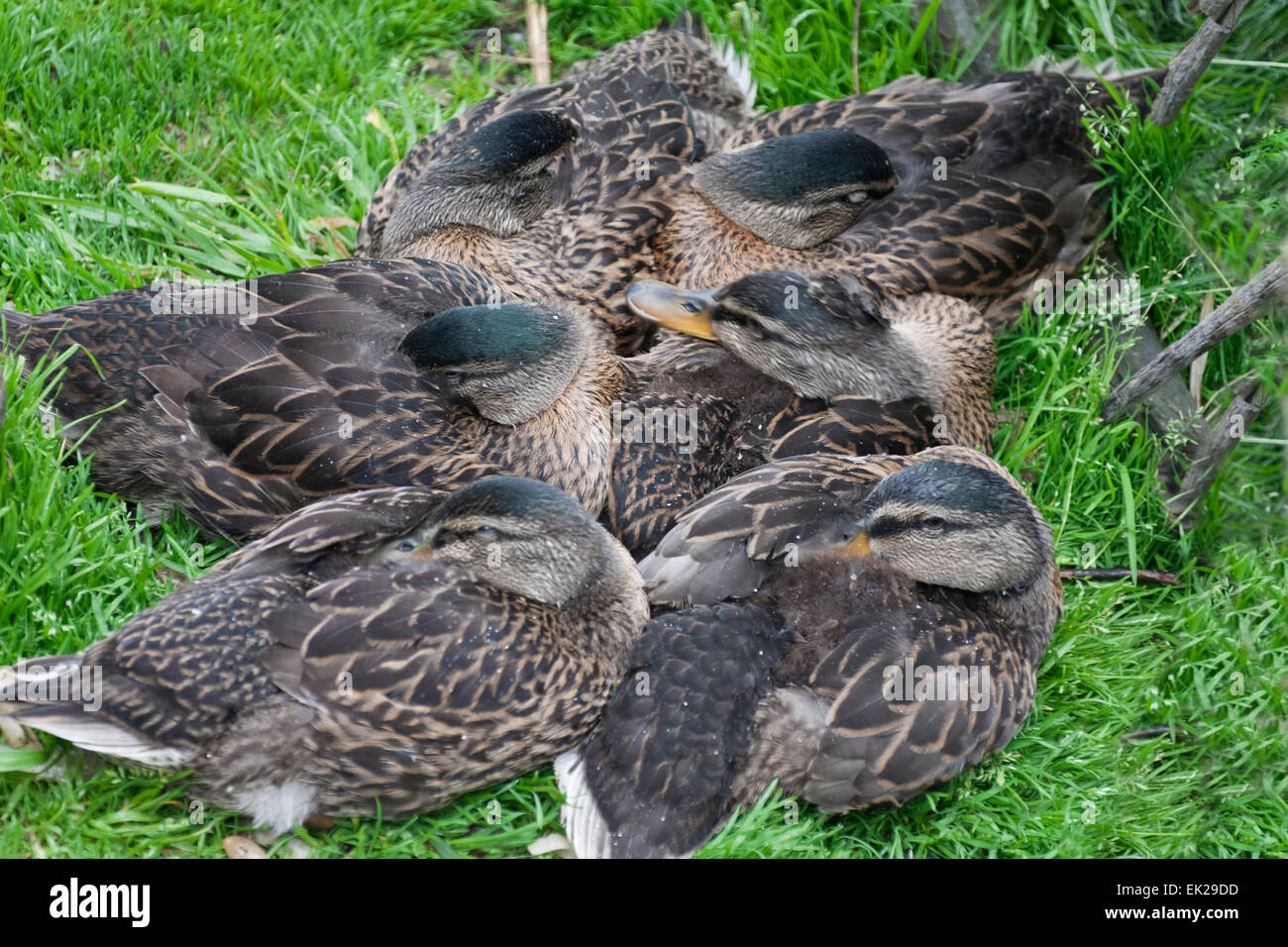 Animaux sauvages alaska Banque de photographies et d’images à haute ...