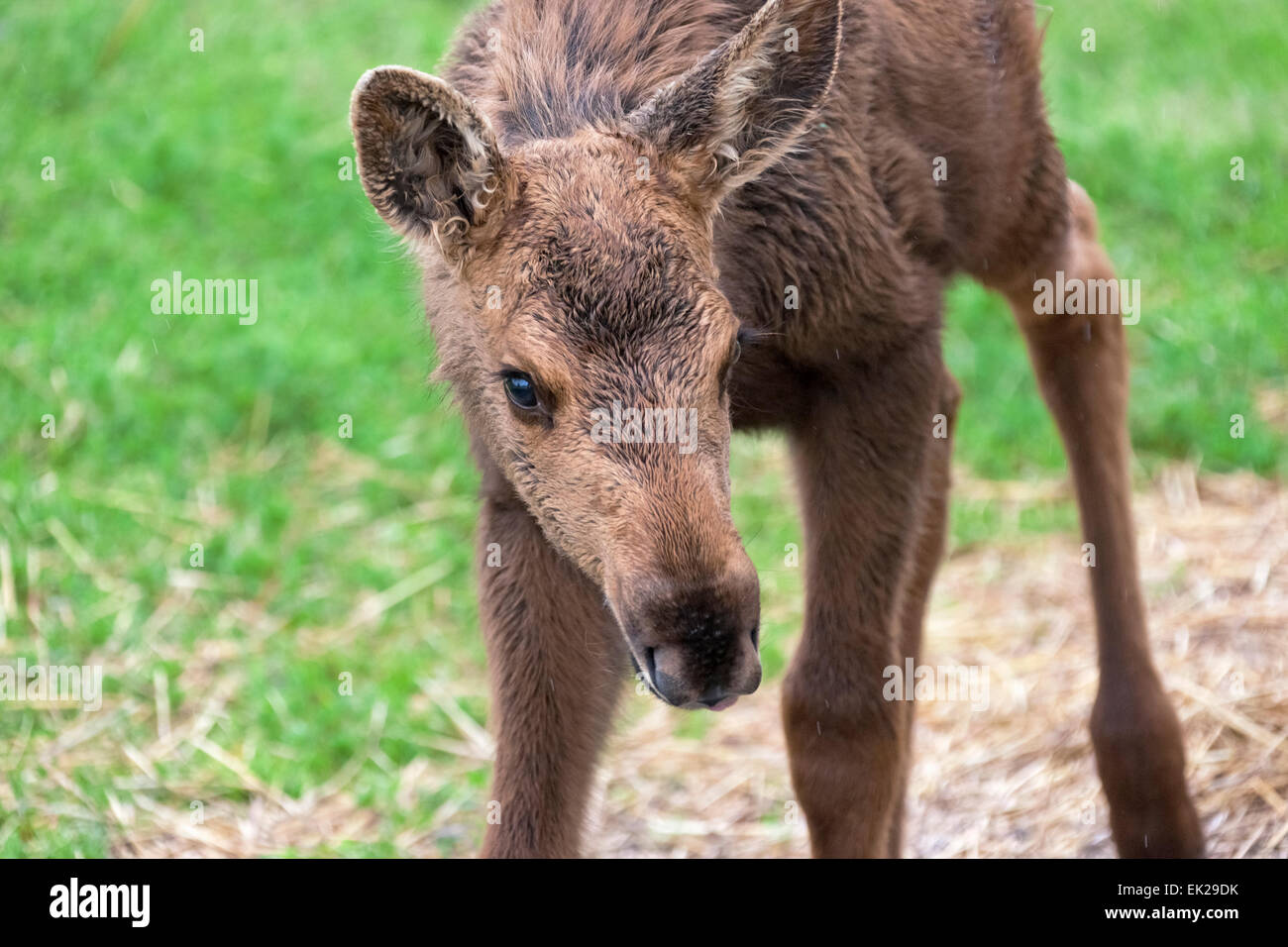 Baby caribou Banque de photographies et d’images à haute résolution - Alamy