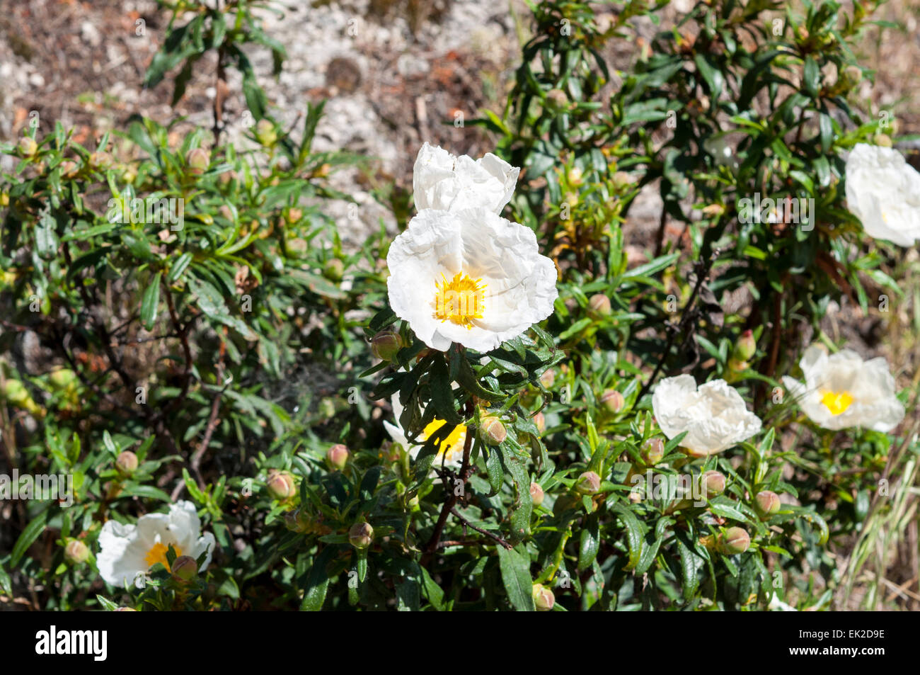 Gomme ladanum Banque de photographies et d’images à haute résolution ...
