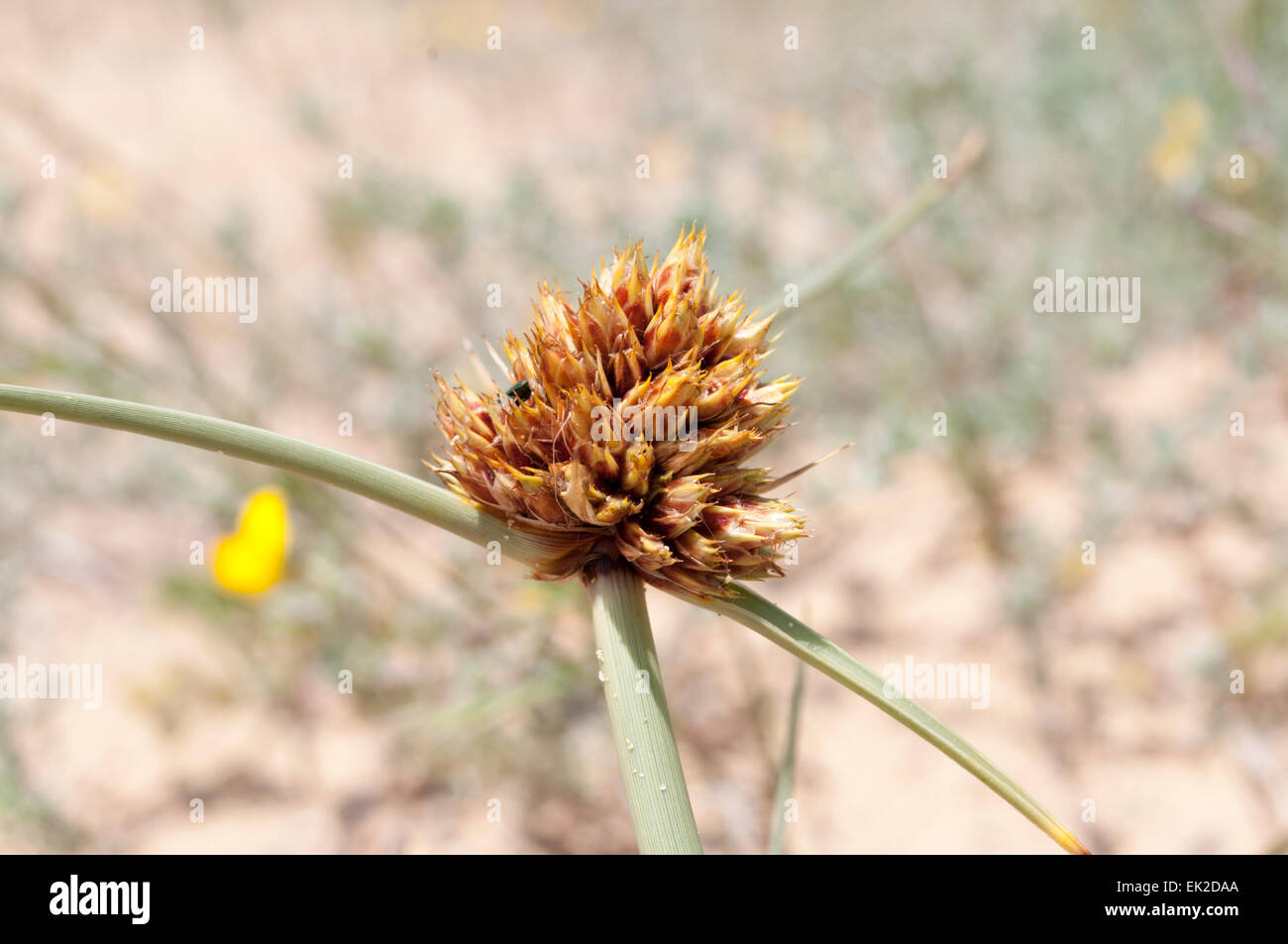 Cyperus capitatus Banque de photographies et d’images à haute ...