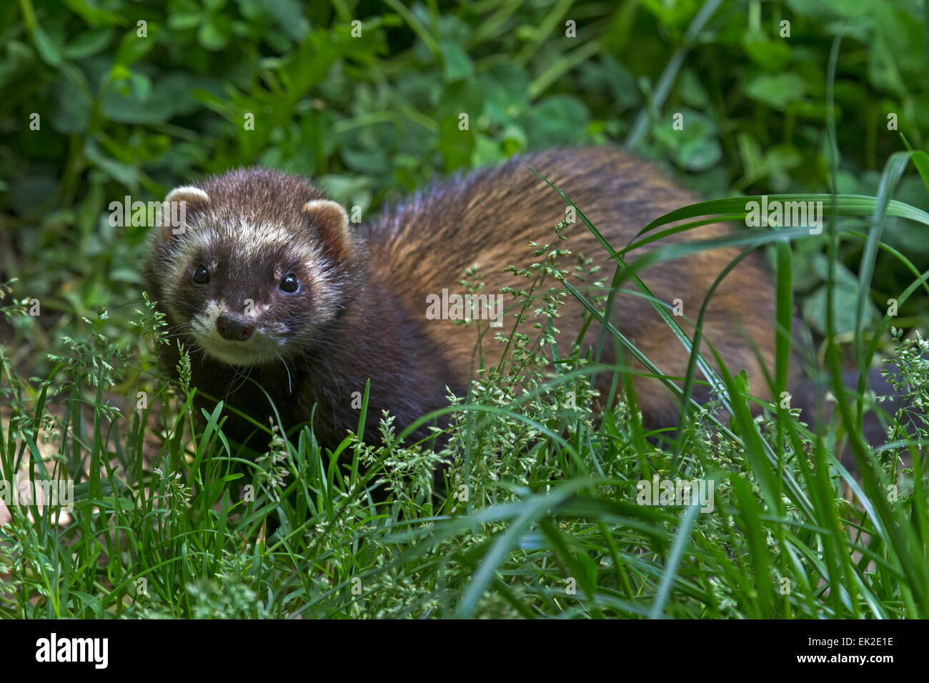 Furet ou furet Banque de photographies et d’images à haute résolution ...
