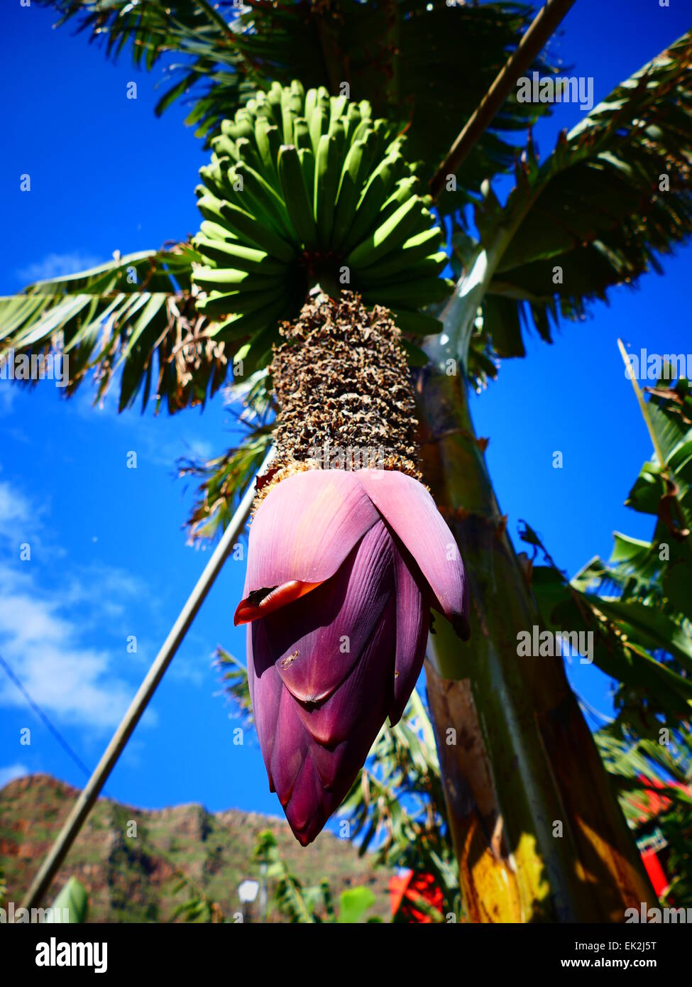 Fleur de banane Banque de photographies et d’images à haute résolution ...