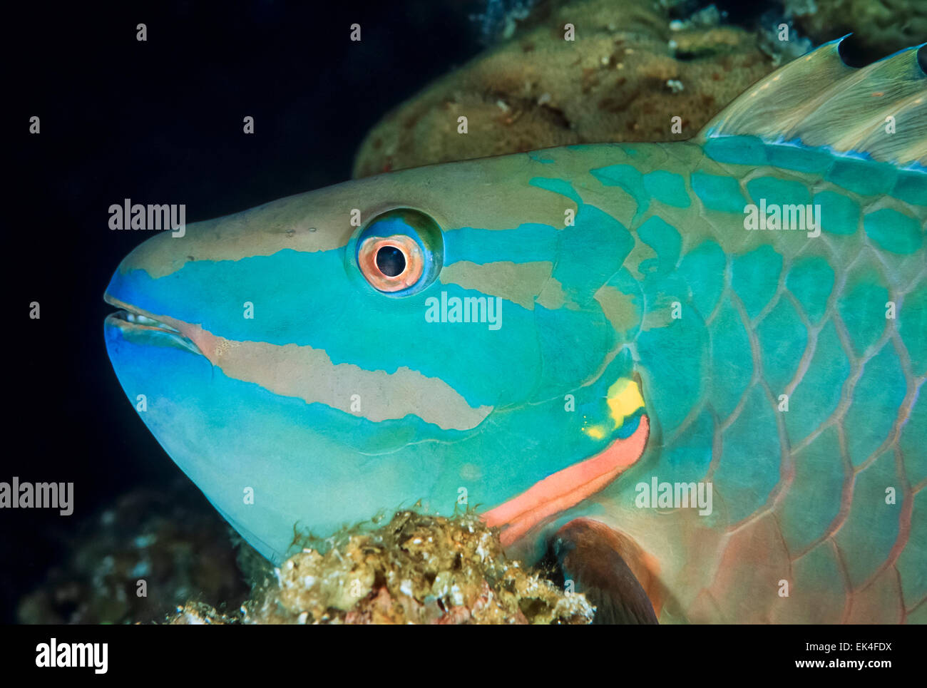 Mer des Caraïbes, le Belize, U.W. photo, tropical poisson perroquet ...