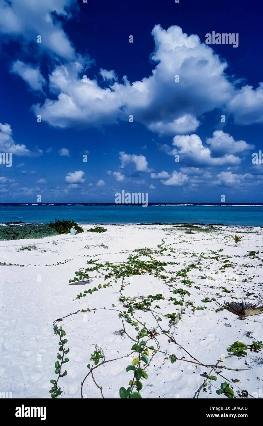 Mer des Caraïbes, les îles Caïmans, Grand Cayman, vue d'une plage ...