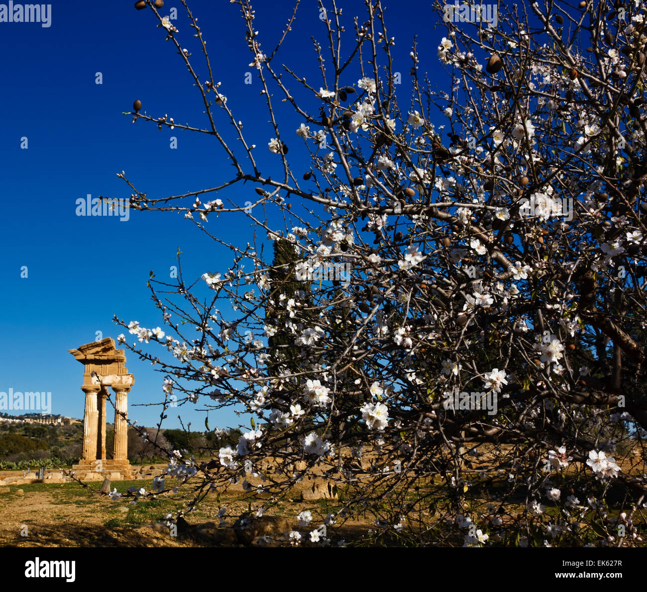 Italie, Sicile, Agrigente, La Vallée des Temples grecs, l'amandier avec ...