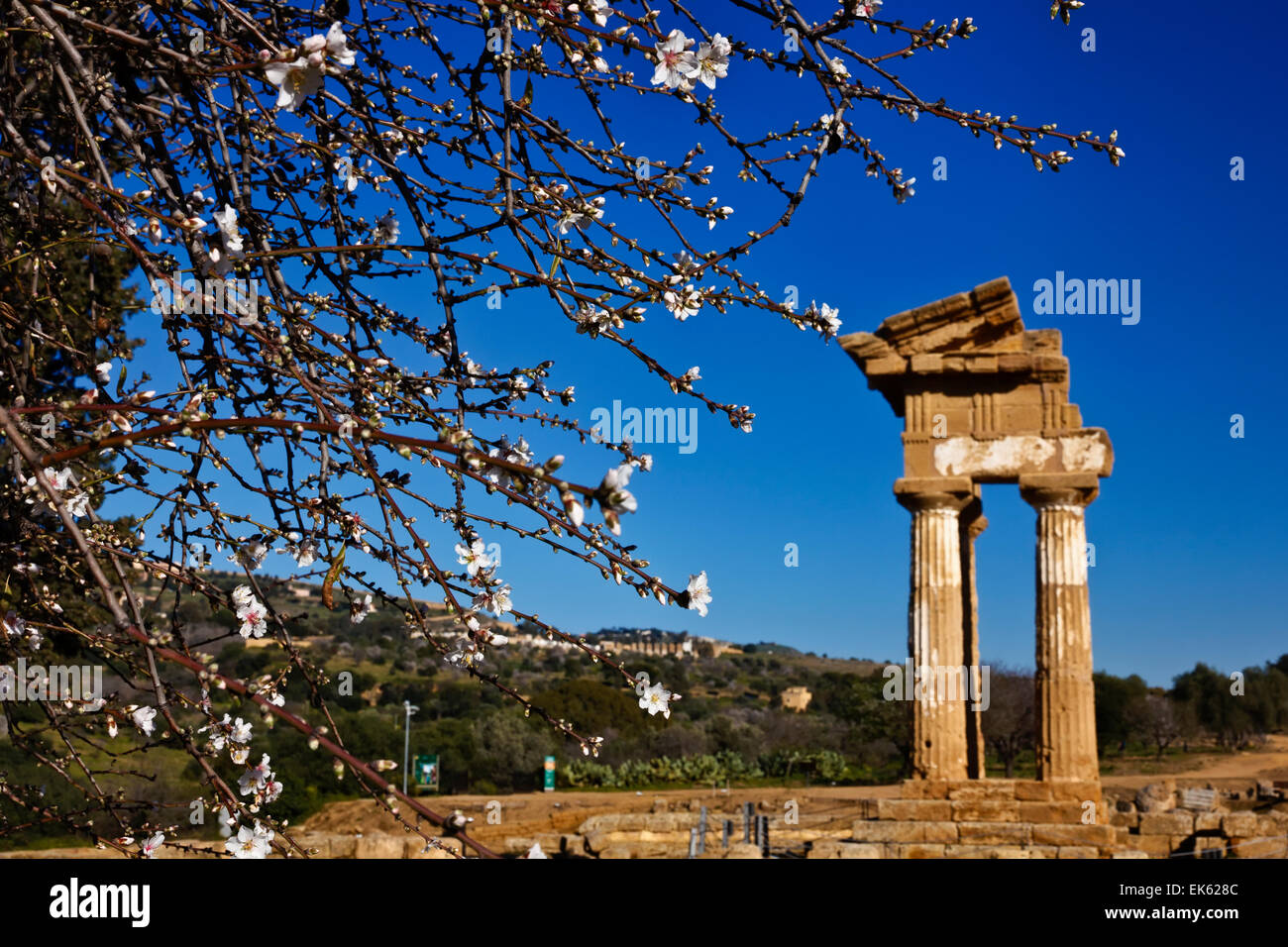 Italie, Sicile, Agrigente, La Vallée des Temples grecs, l'amandier avec ...