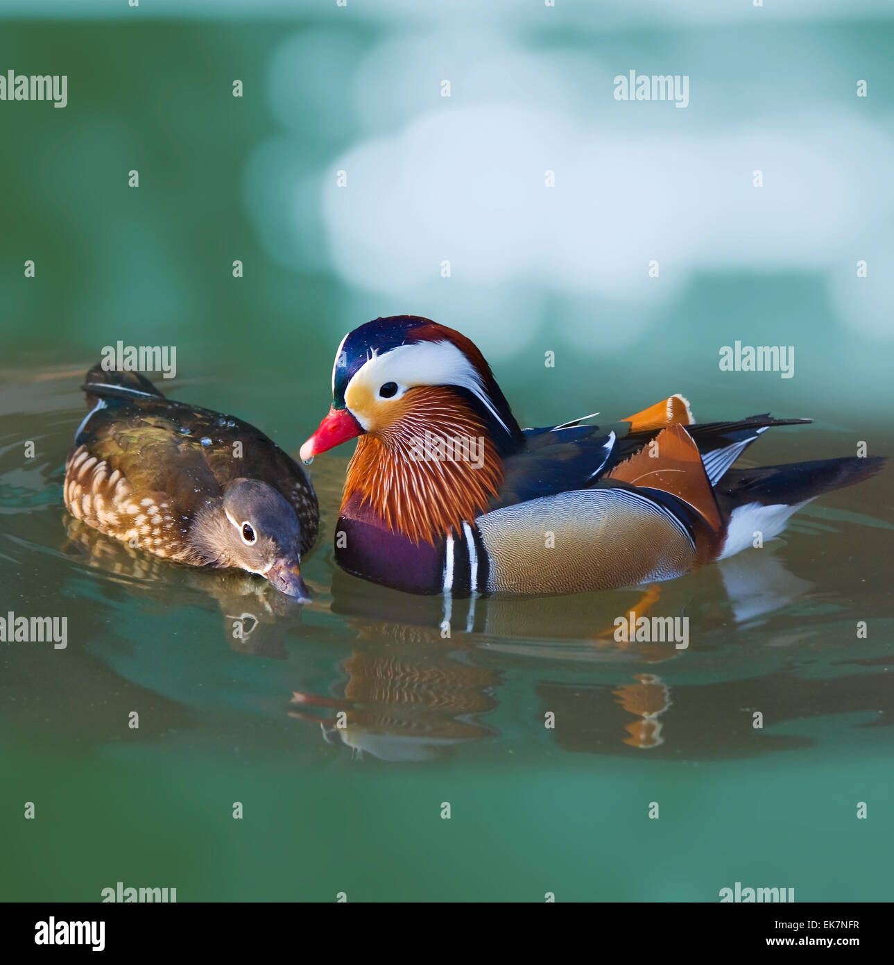 Canards mâles et femelles Banque de photographies et d’images à haute ...