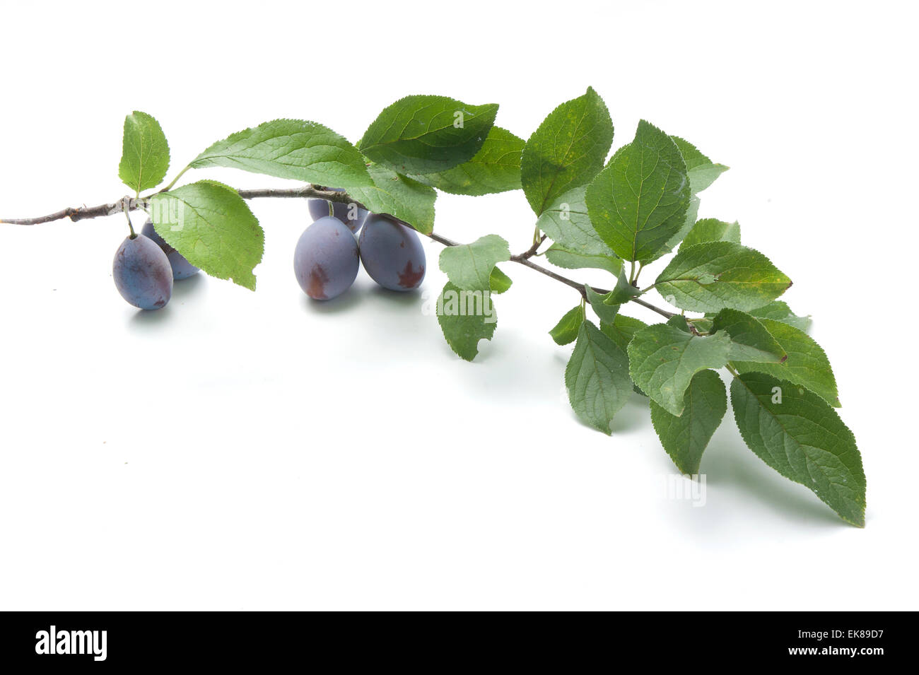 Feuilles de prunier Banque de photographies et d’images à haute ...