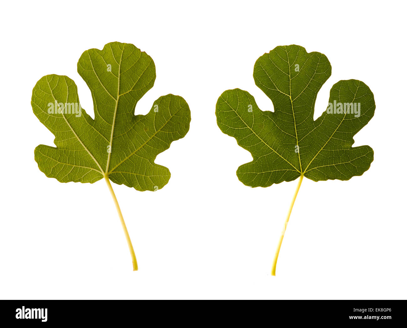 Petite feuille de vigne Banque d'images détourées - Alamy
