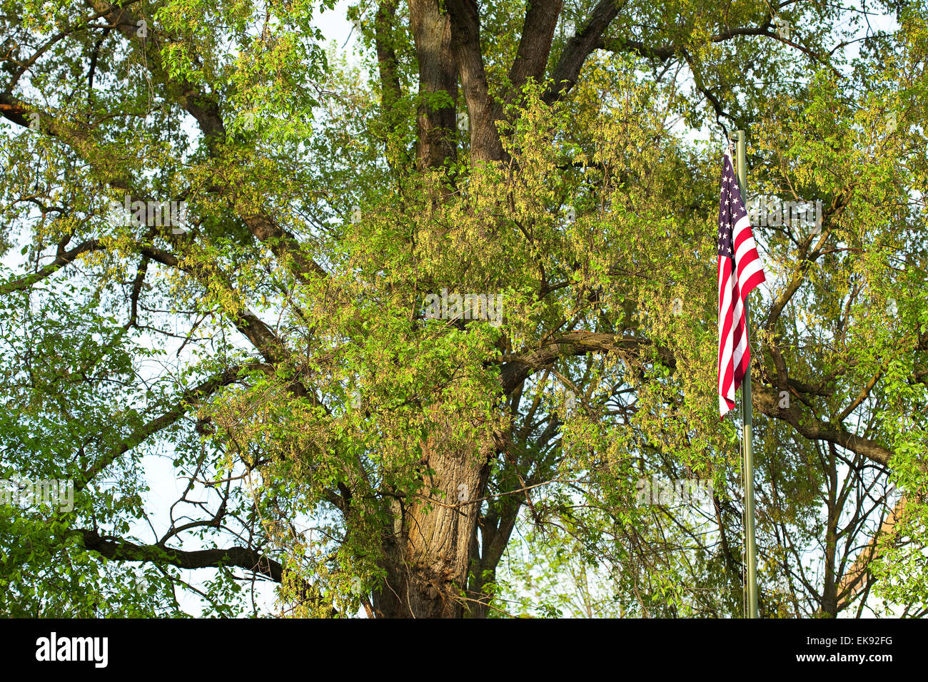 Drapeau vert noir rouge Banque de photographies et d’images à haute ...