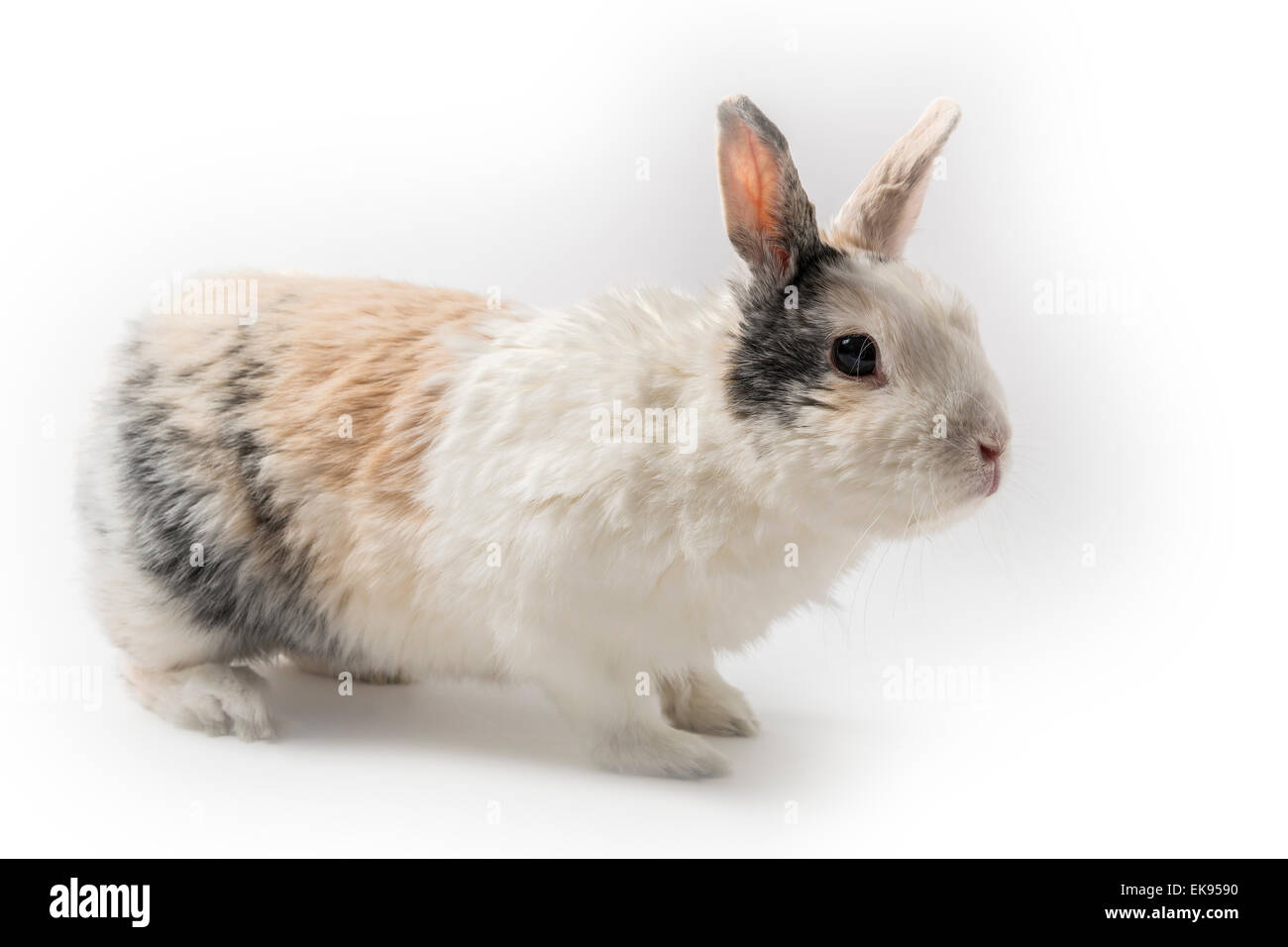 Petit lapin sur fond blanc Banque de photographies et d’images à haute ...