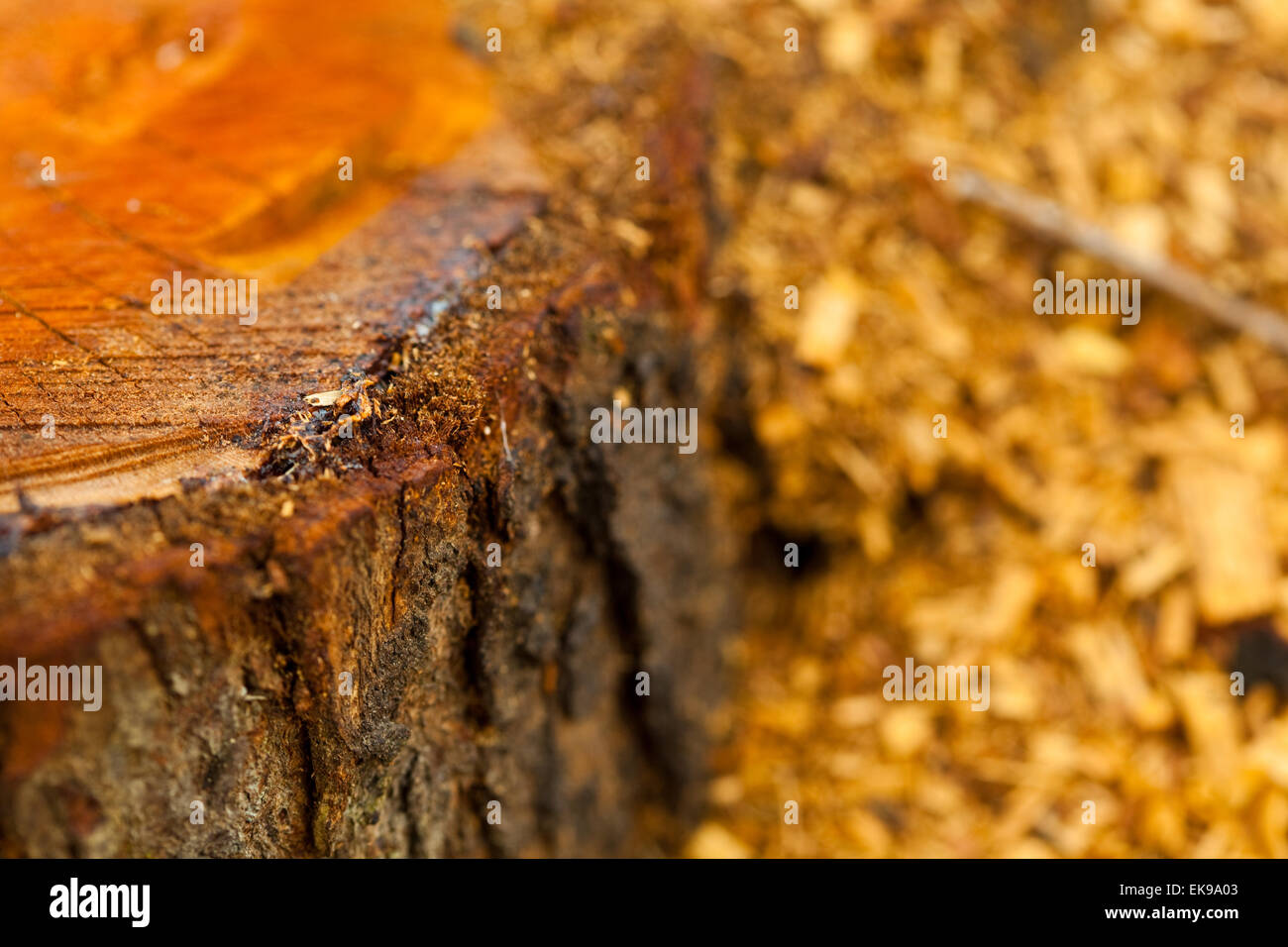 Moignon de croix Banque de photographies et d’images à haute résolution ...