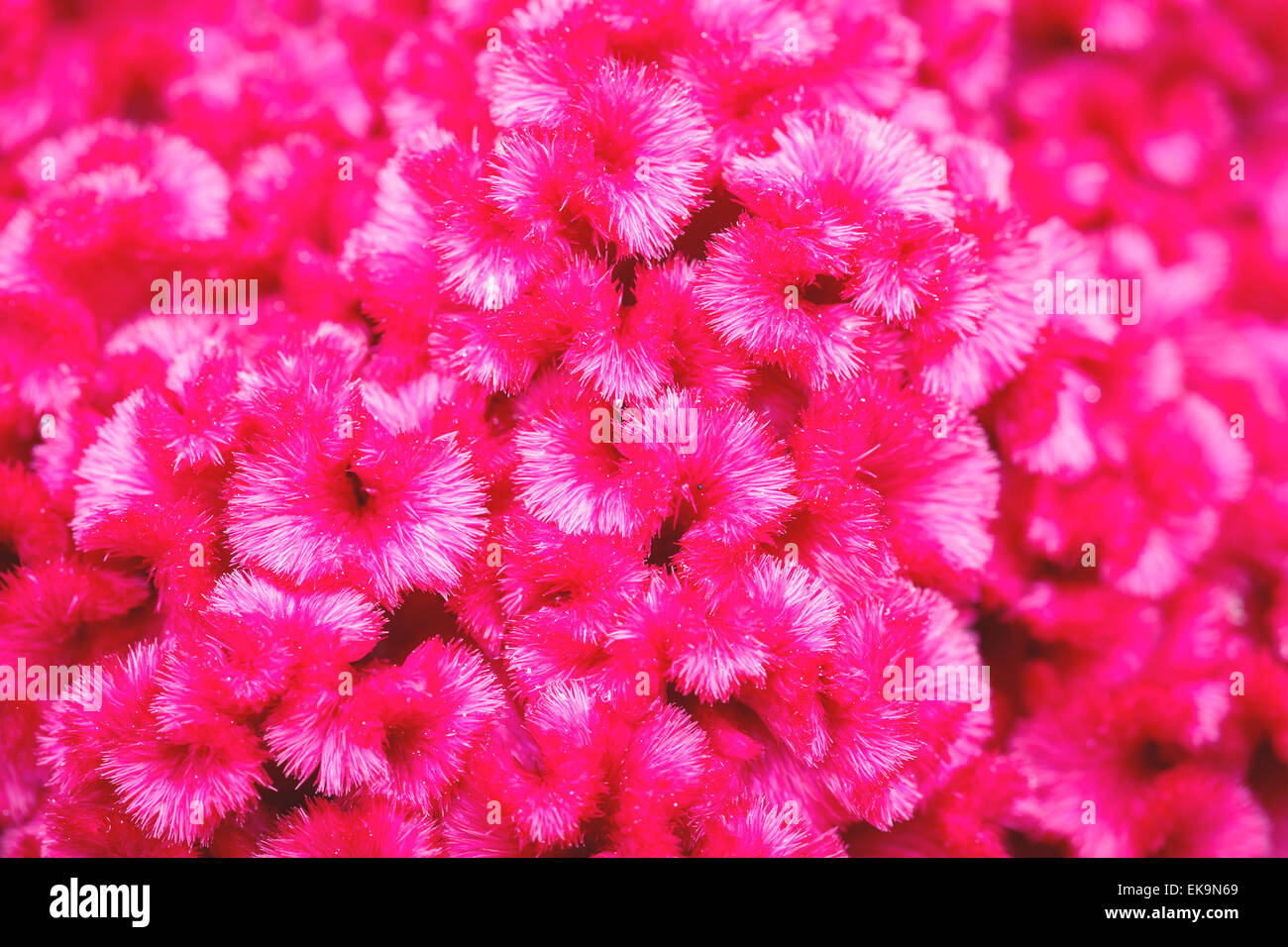 Fleur de laine Banque de photographies et d’images à haute résolution ...