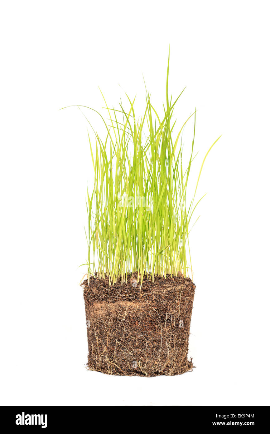 Herbe du sol Banque d'images détourées - Alamy