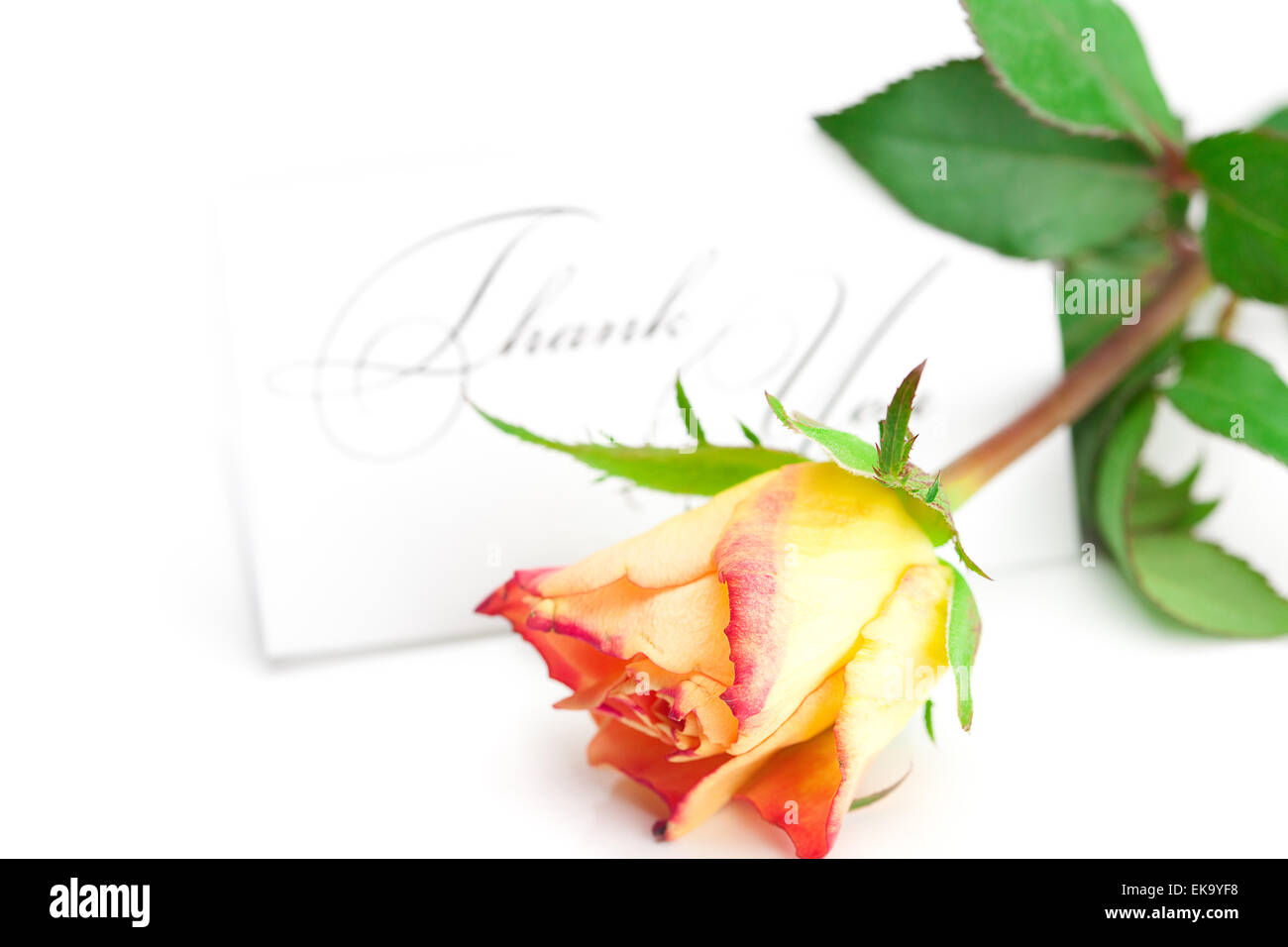 Carte de remerciement avec rose rouge carte de remerciement avec Banque ...