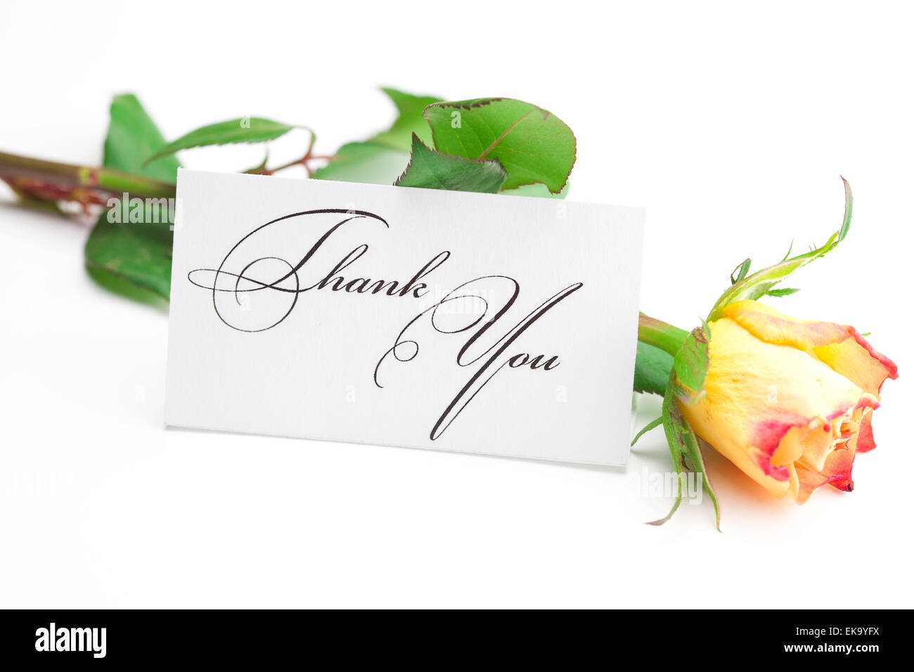 Carte de remerciement avec rose rouge carte de remerciement avec Banque ...