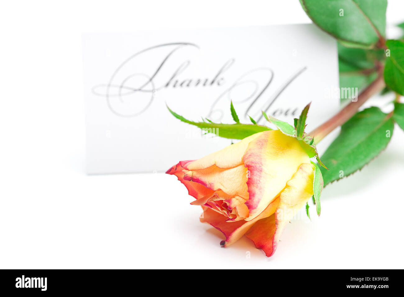 Carte de remerciement avec rose rouge carte de remerciement avec Banque ...