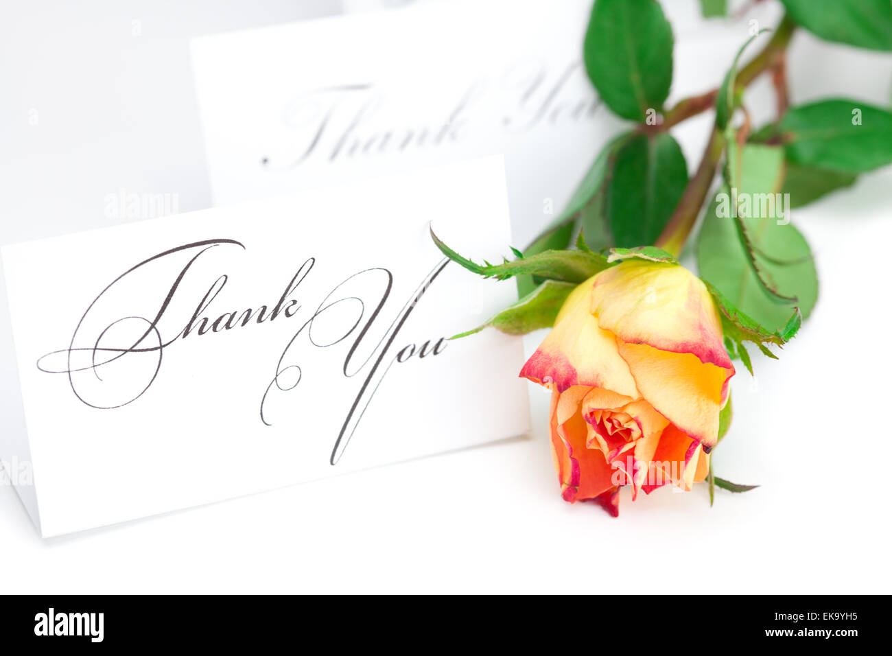 Carte de remerciement avec rose rouge carte de remerciement avec Banque ...