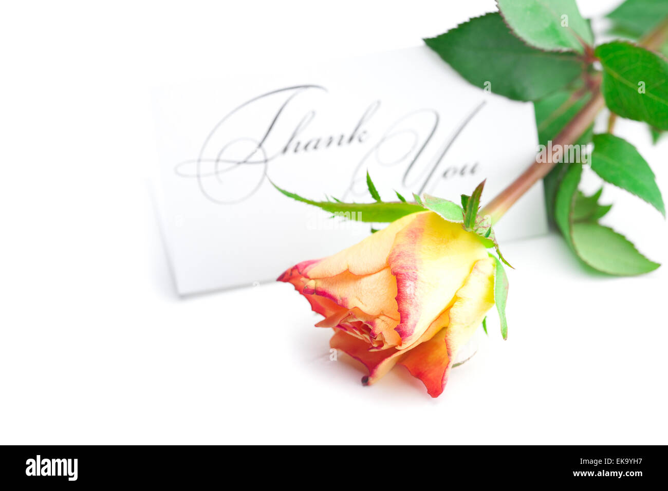 Carte de remerciement avec rose rouge carte de remerciement avec Banque ...