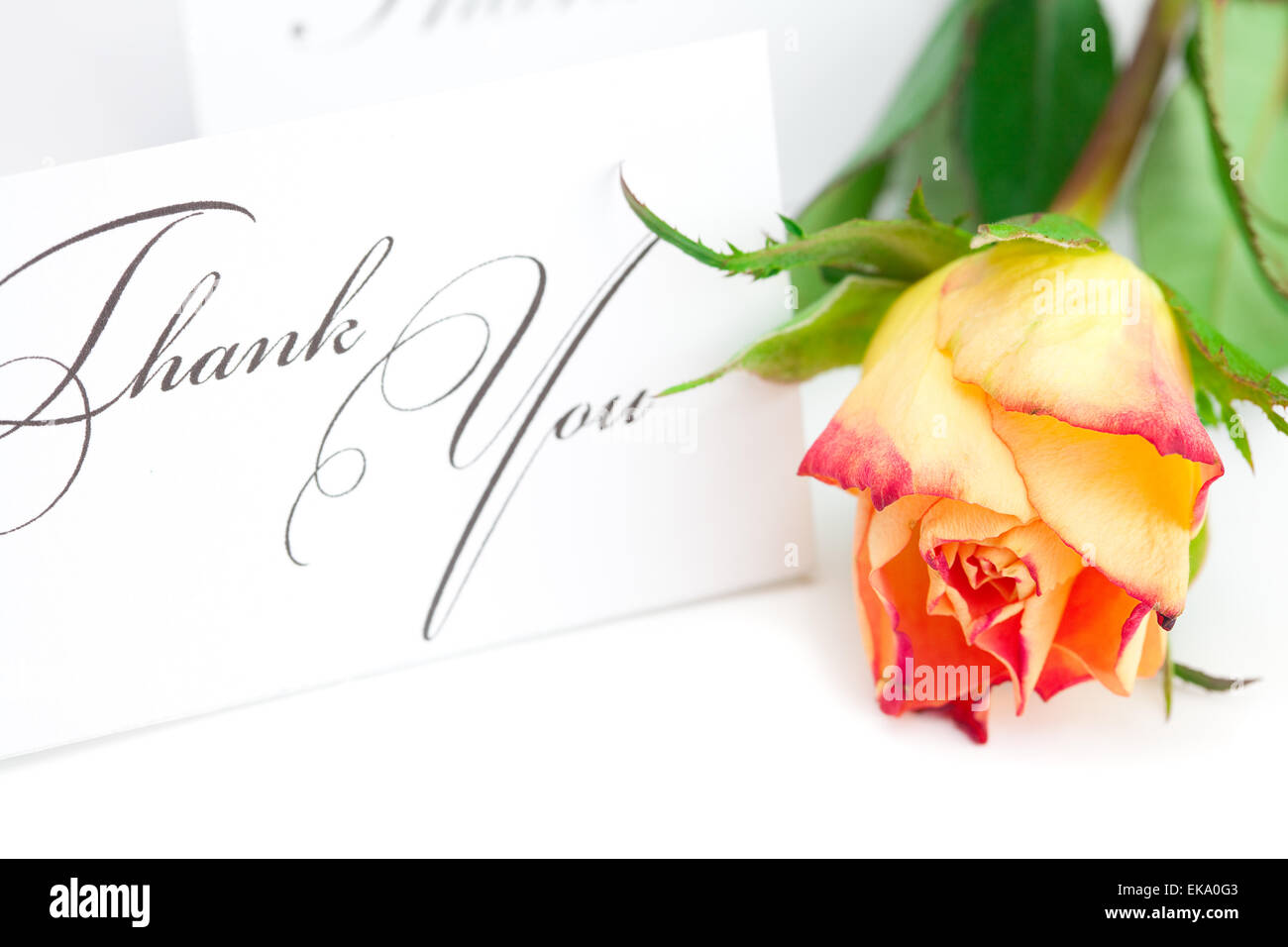 Carte de remerciement avec rose rouge carte de remerciement avec Banque ...