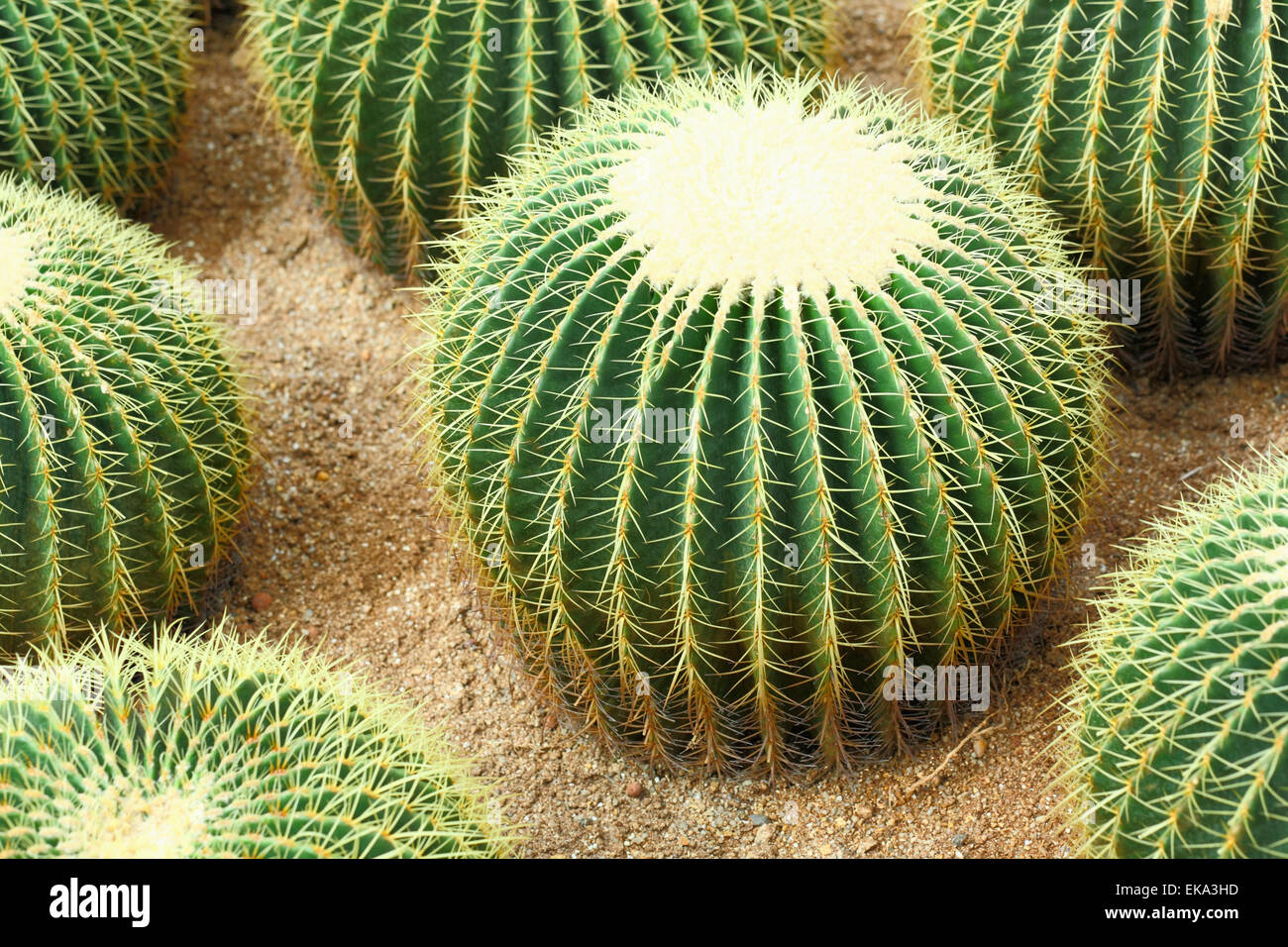 Boule de cactus Banque de photographies et d’images à haute résolution ...