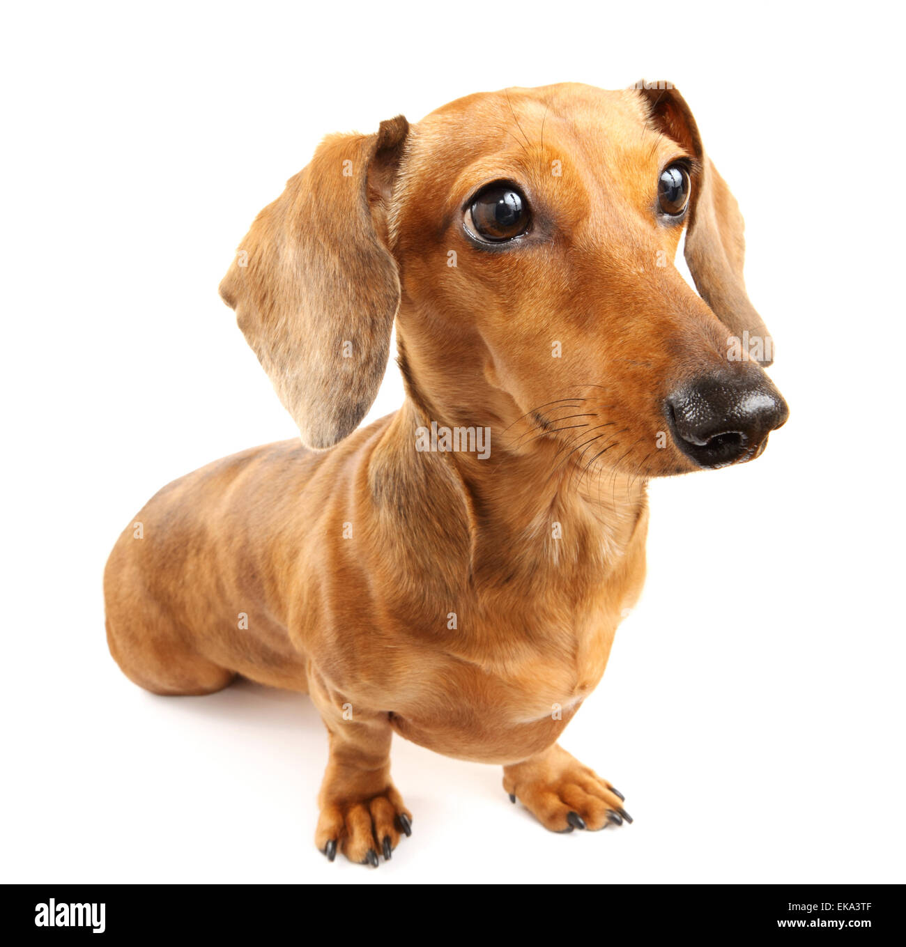 Teckel brun Banque de photographies et d’images à haute résolution - Alamy