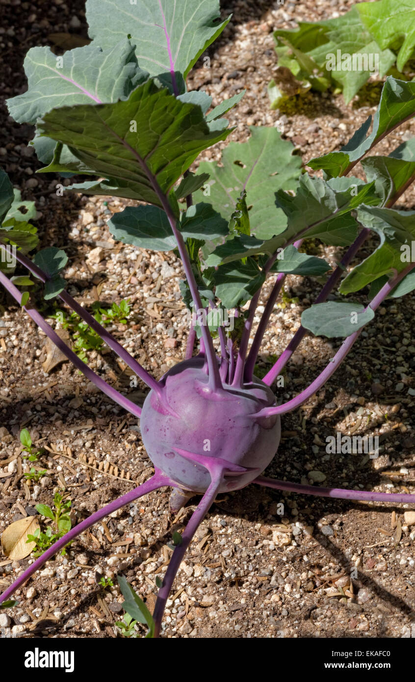 Chou allemand Banque de photographies et d’images à haute résolution ...