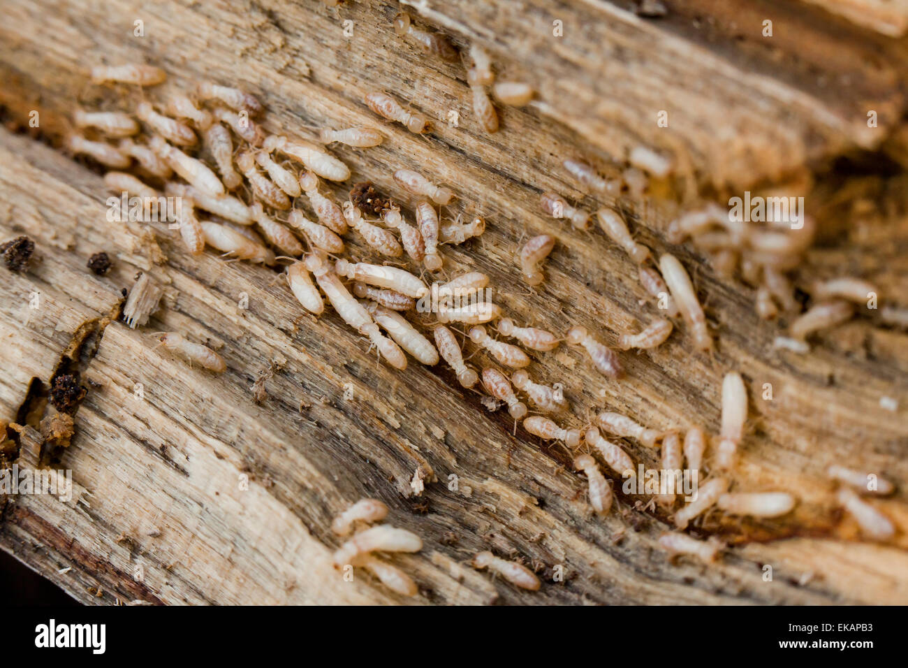 Les termites souterrains (Reticulitermes flavipes) - USA Photo Stock ...