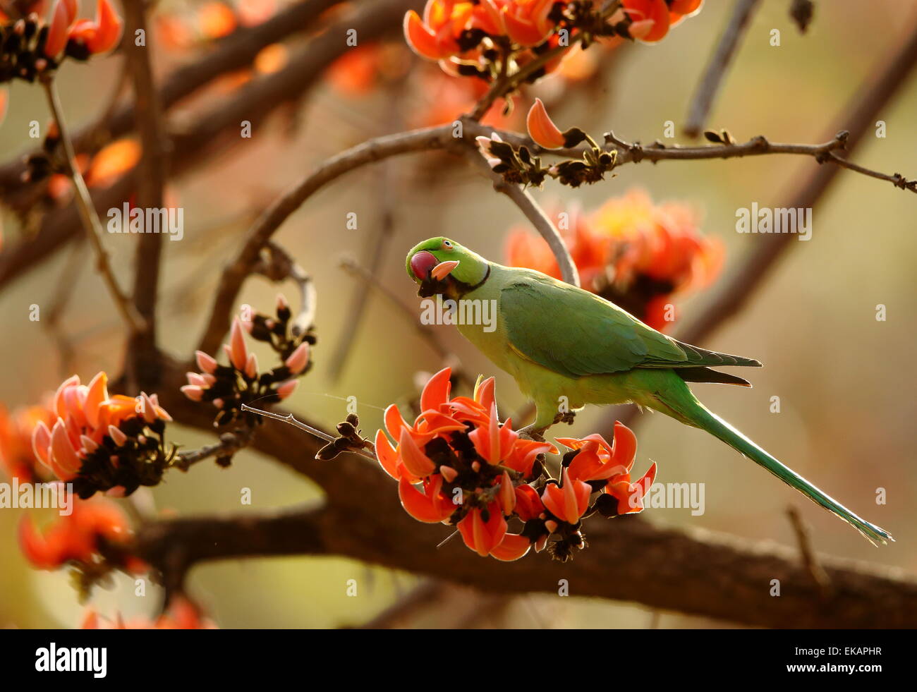 Spring season in india Banque de photographies et d’images à haute ...