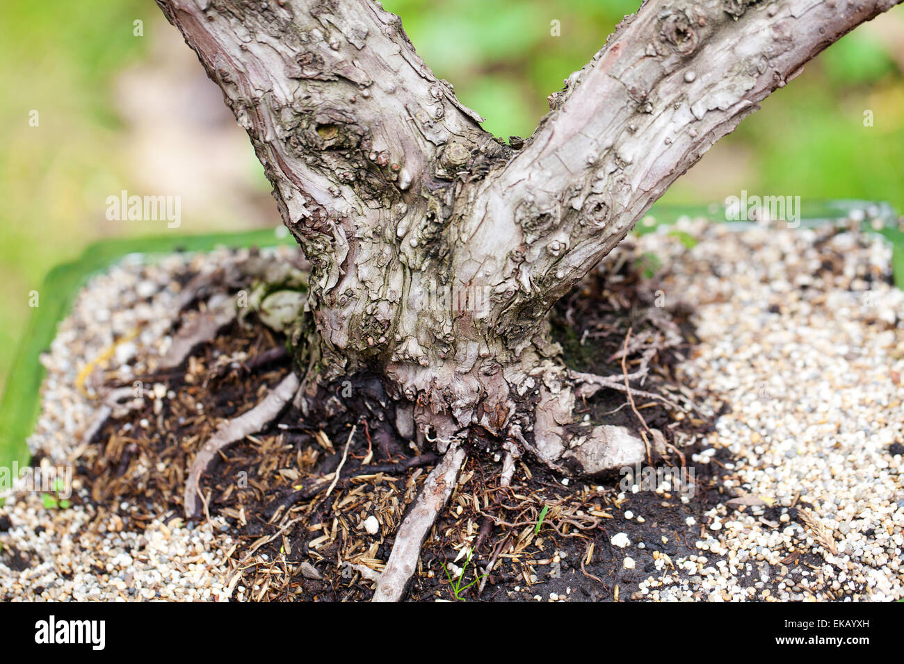 Gros arbre avec racines Banque de photographies et d’images à haute ...