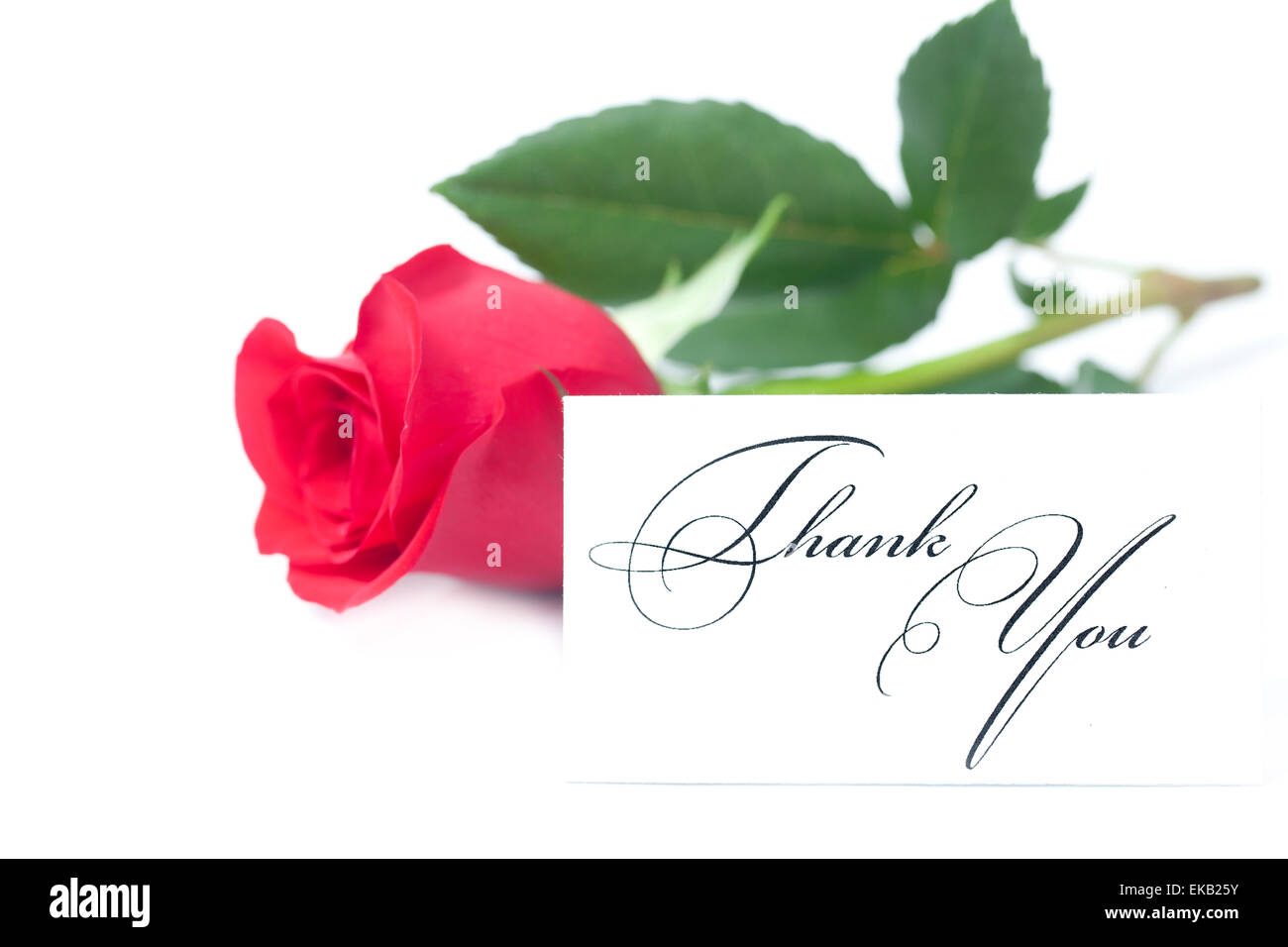 Carte de remerciement avec rose rouge carte de remerciement avec Banque ...