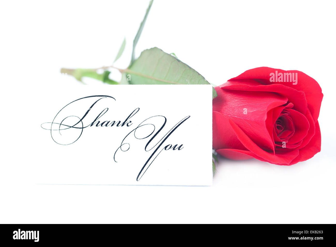 Carte de remerciement fleur Banque d'images détourées - Alamy