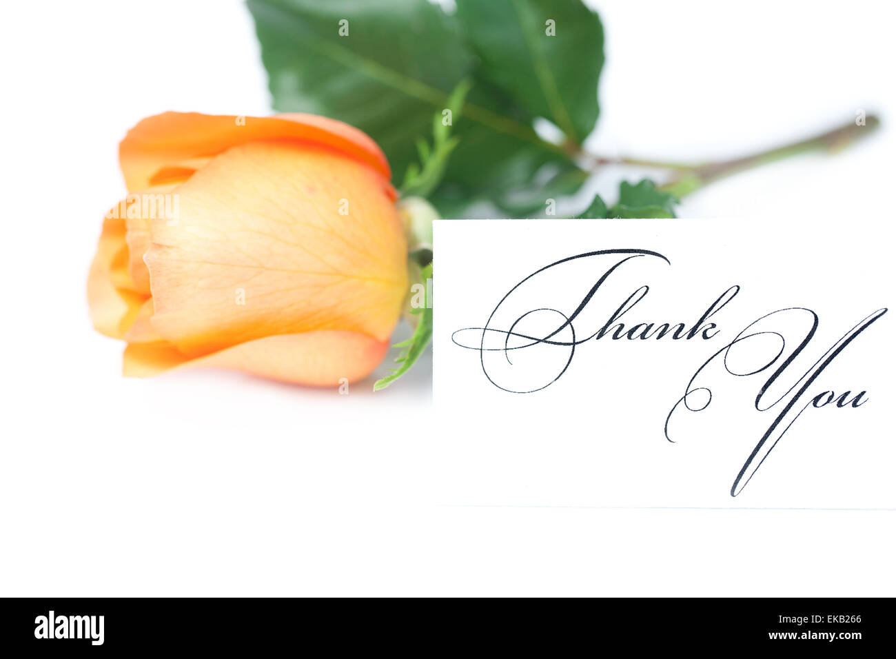 Carte de remerciement avec rose Banque de photographies et d’images à ...