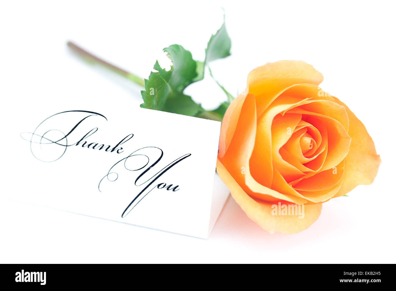 Carte de remerciement avec rose Banque d'images détourées - Alamy