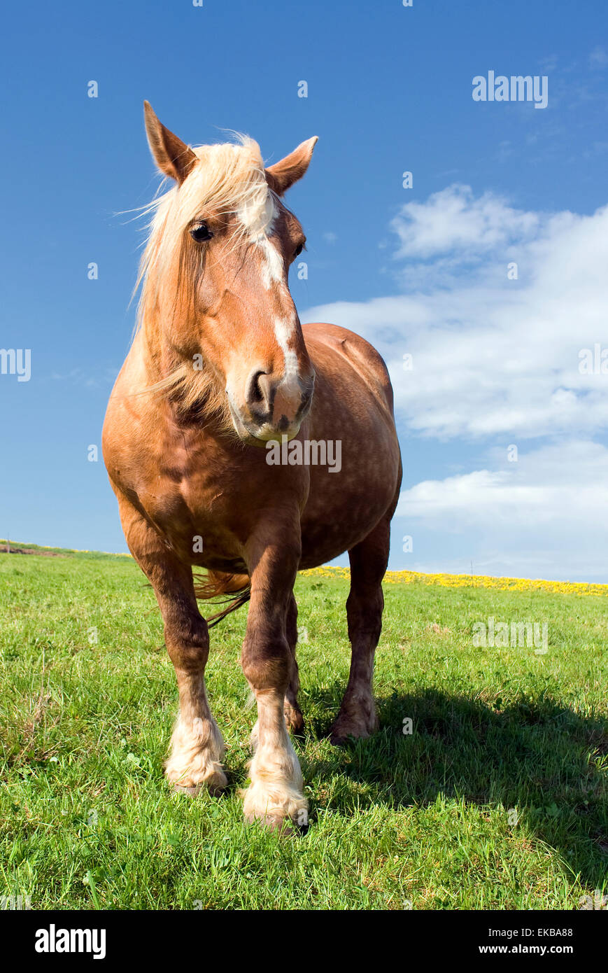 Grand cheval Banque de photographies et d’images à haute résolution - Alamy