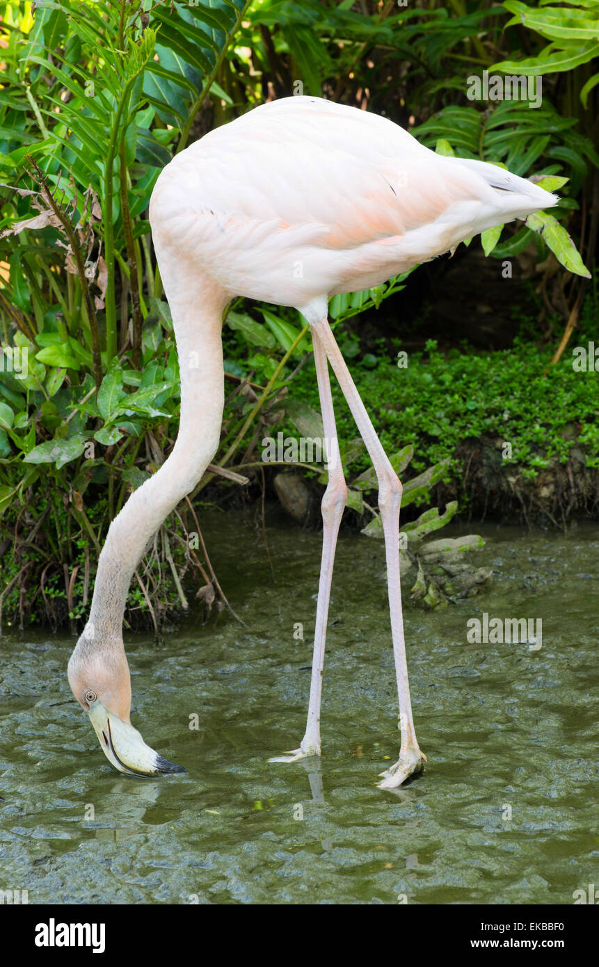 Quatre flamants roses Banque de photographies et d’images à haute ...