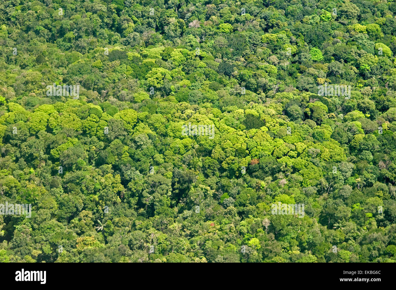 Vue aérienne de la forêt vierge immaculée, au Guyana, en Amérique du ...